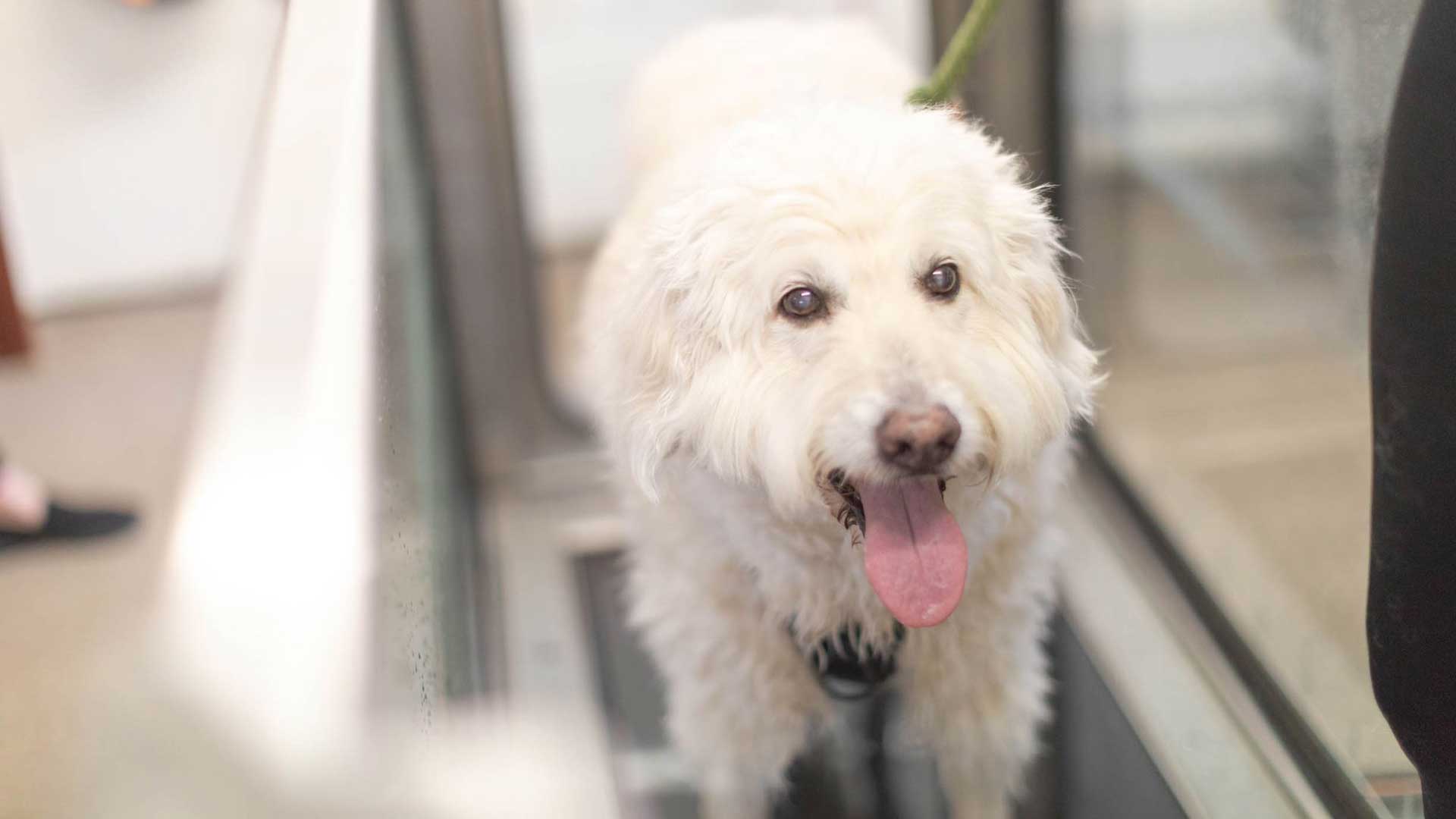 Animal Physiotherapy | Local Vets in Reading - Castle Vets