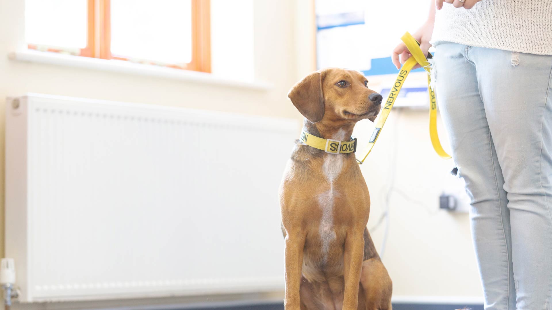 Behavioural Problems & Advice | Local Vets in Reading - Castle Vets