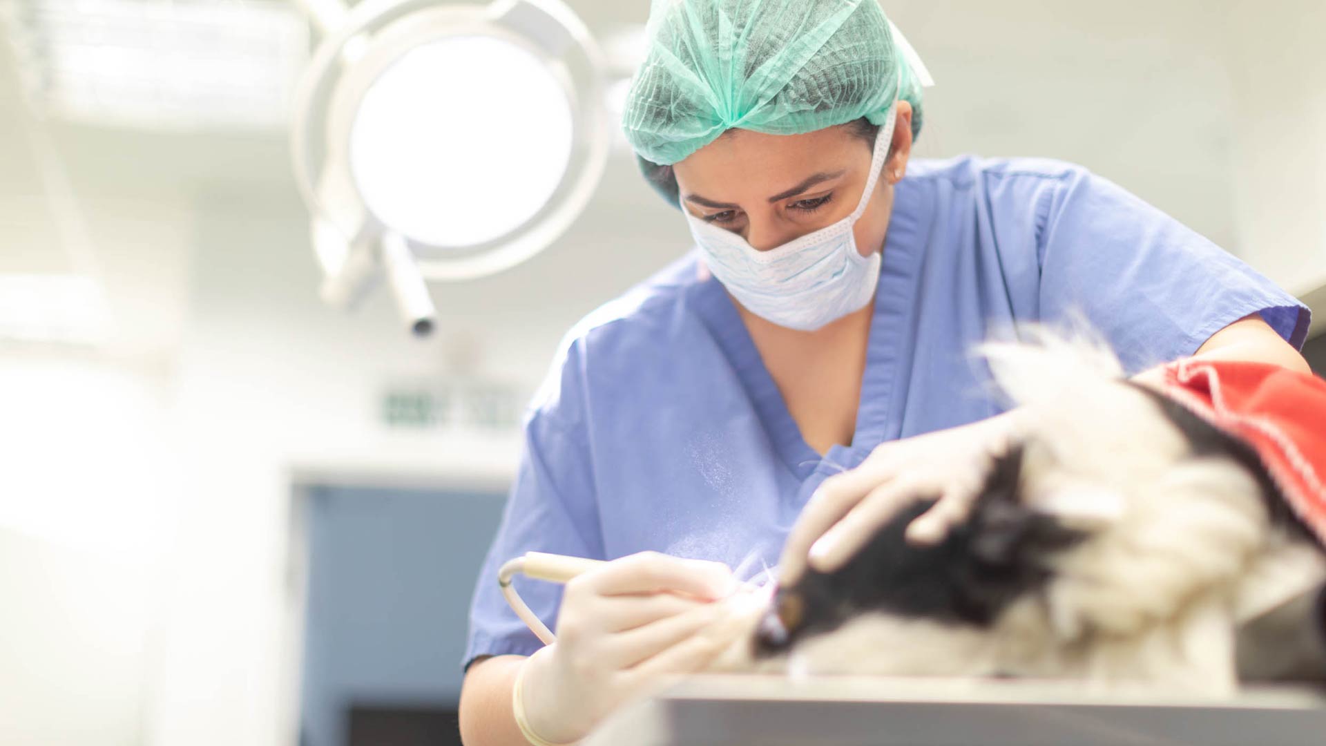 RCVS Accreditation | Local Vets in Reading - Castle Vets