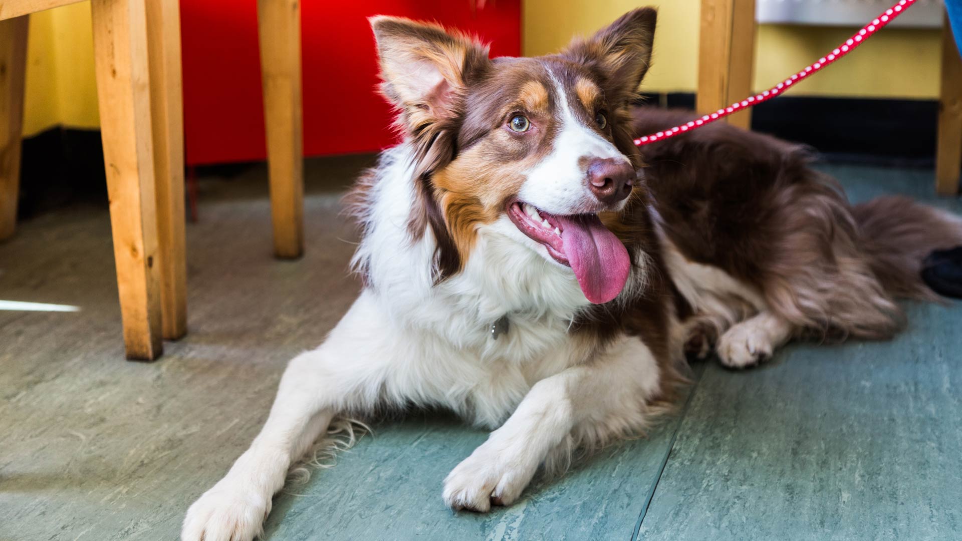 Nurse Clinics | Local Vets in Bangor - Cedarmount Vets