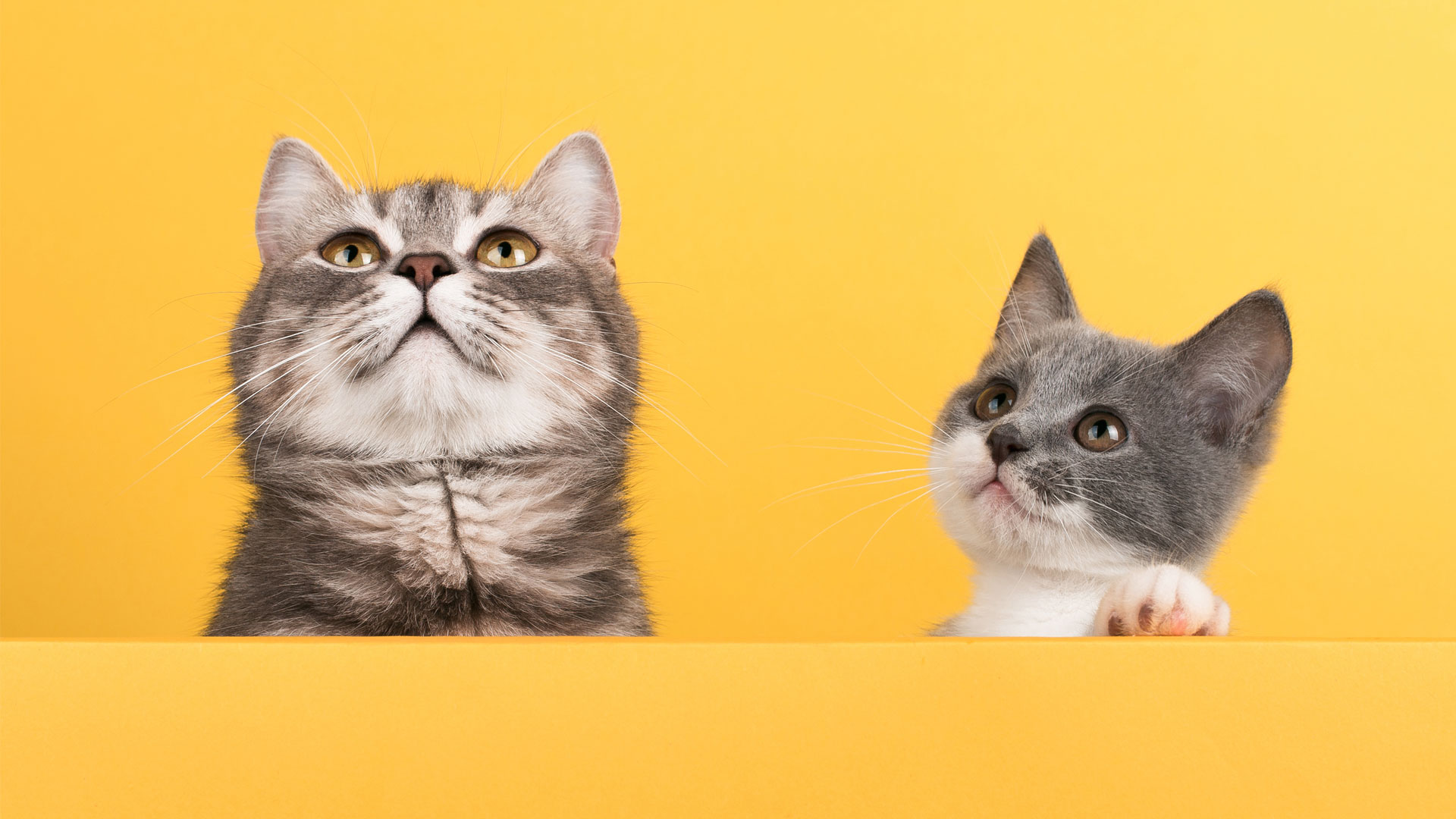 Cats & Kittens | Local Vets in Bangor - Cedarmount Vets