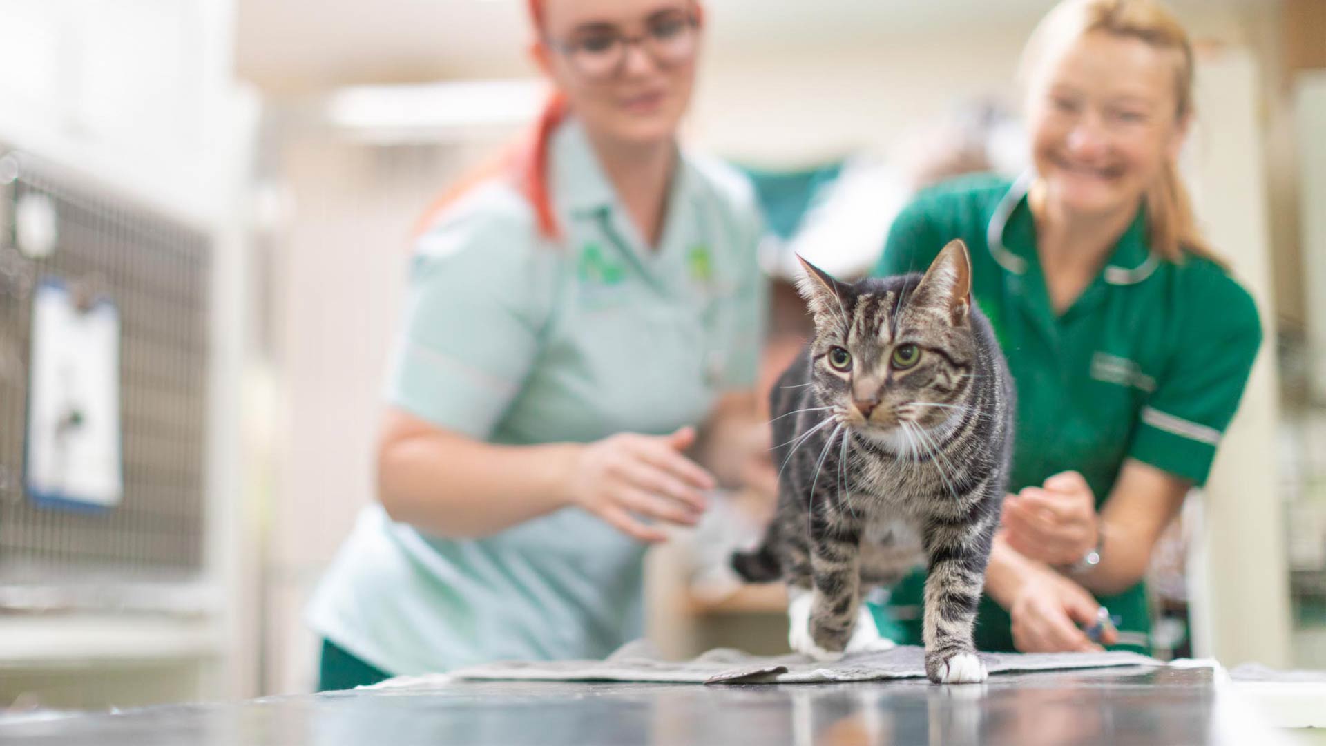Neutering and Spaying | Local Vets in Ascot - Sunninghill Veterinary Centre