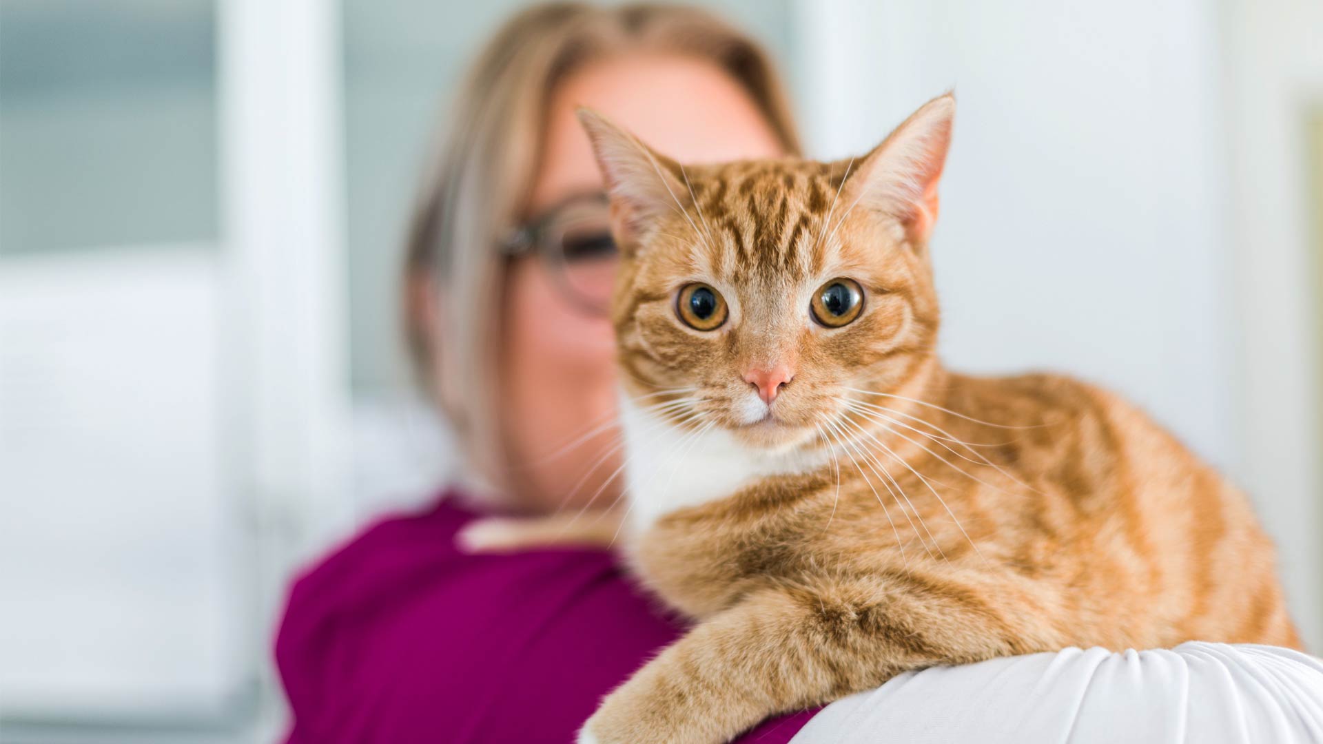 Veterinary Services | Local Vets in Ascot - Sunninghill Veterinary Centre