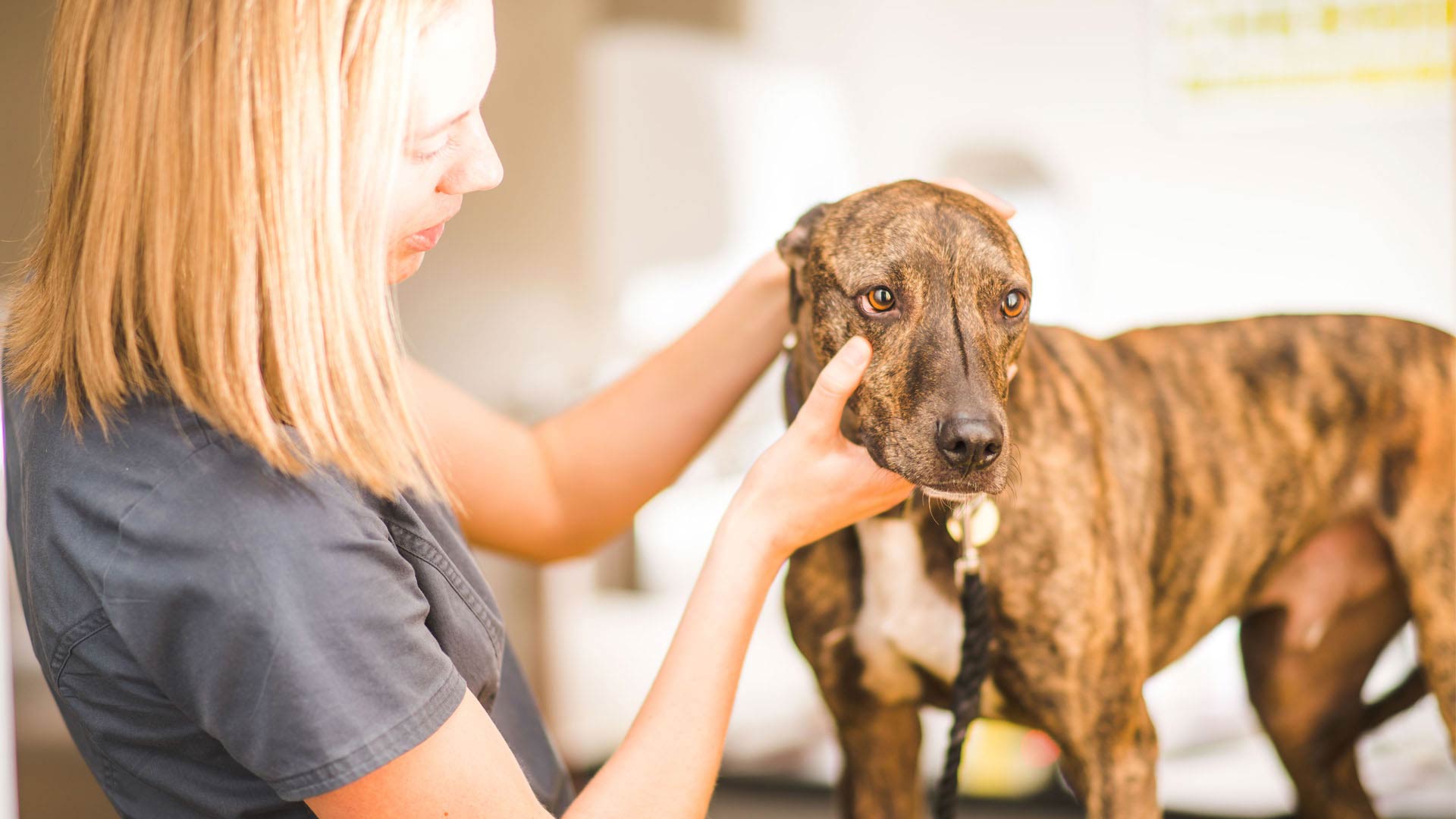 Pet Clubs | Local Vets in Ascot - Sunninghill Veterinary Centre