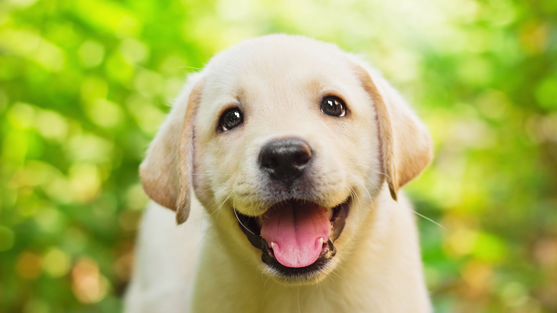 Offers | Local Vets in Sherborne, Yeovil & Gillingham - Kingston Vets ...