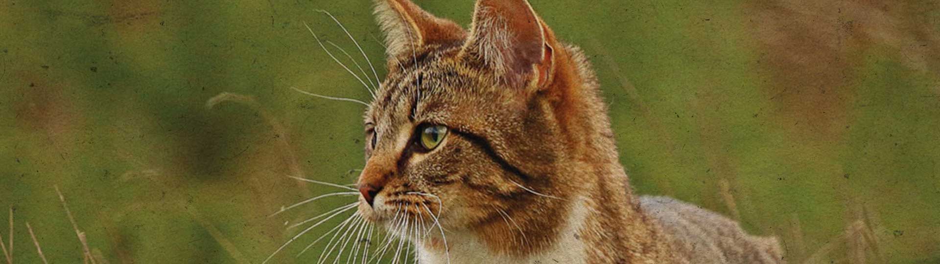 About us | Local Vets in Barnsley, Skelmanthorpe, and Sheffield ...