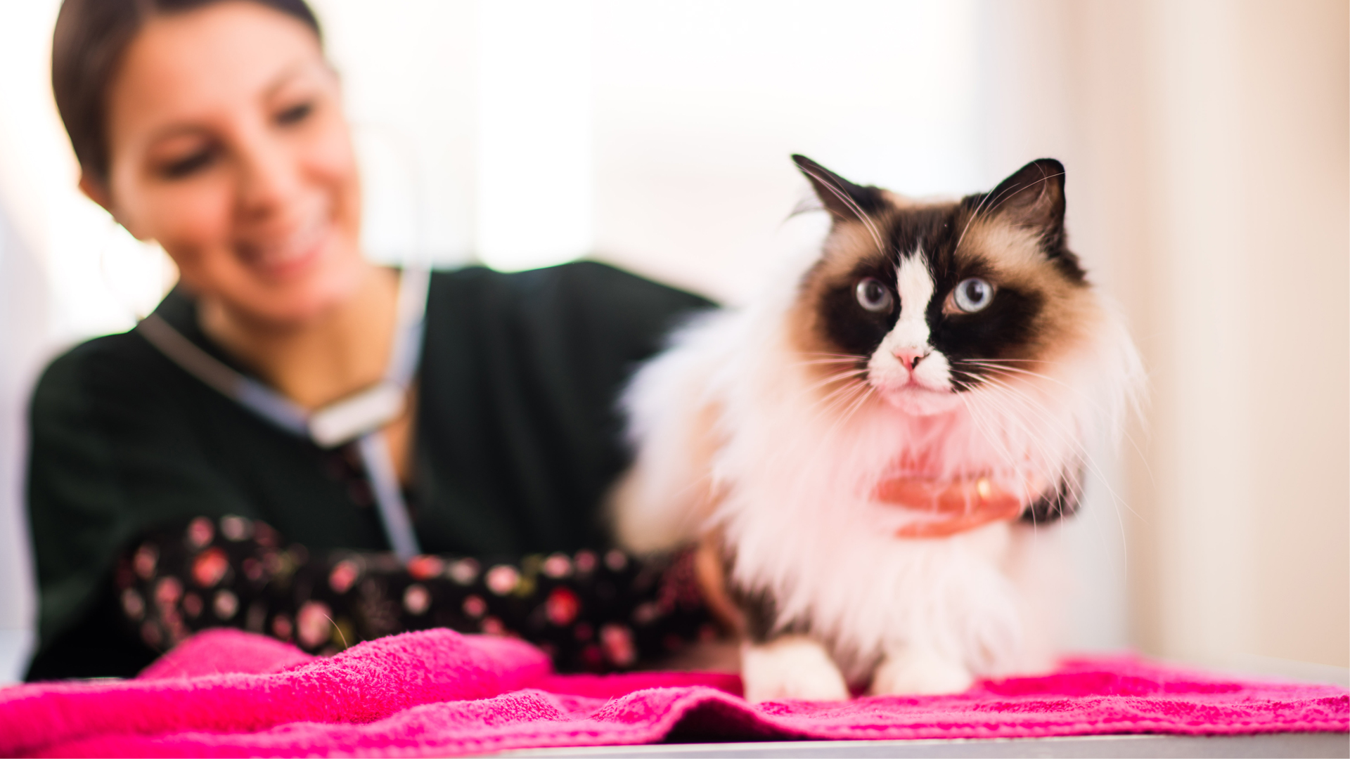 Veterinary Offers | Local Vets in Barnsley, Skelmanthorpe and Sheffield ...