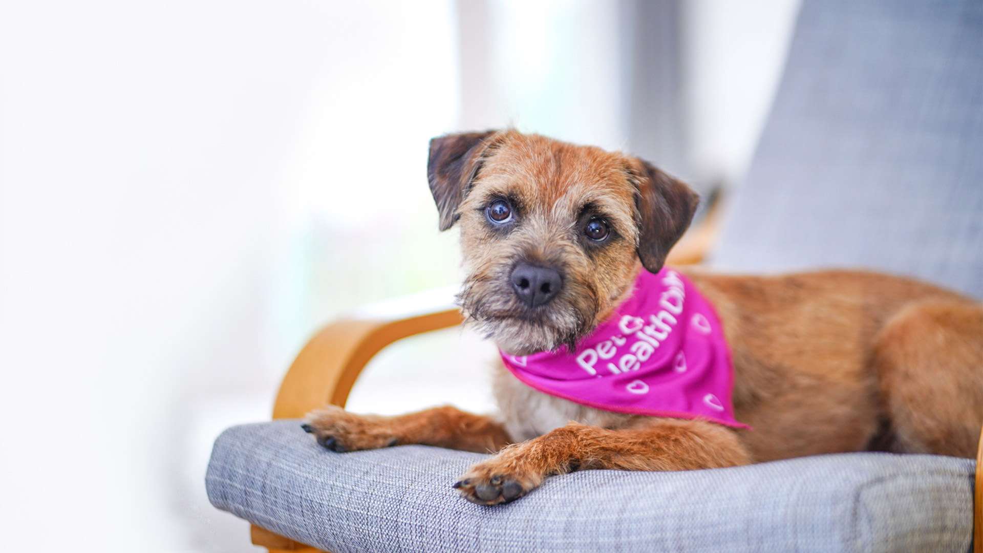 Pet Health Club Well House Vets In Crowborough And Royal Tunbridge Pet Health Club Well House Vets In Crowborough And Royal Tunbridge
