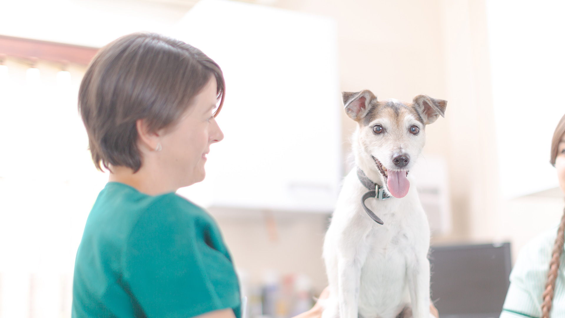 Contact us | Local Vets in Ascot - Sunninghill Veterinary Centre