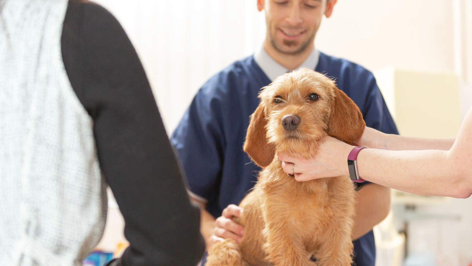 Operations / Surgery | Local Vets in Ascot - Sunninghill Veterinary Centre