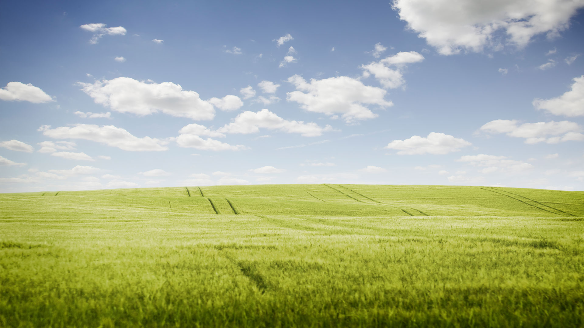 Bereavement Advice From Your Local Vet - Portchester Vets