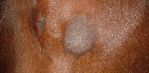 Equine | Local vets in Norfolk - Chapelfield Veterinary Partnership