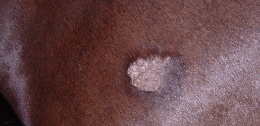 Equine | Local vets in Norfolk - Chapelfield Veterinary Partnership