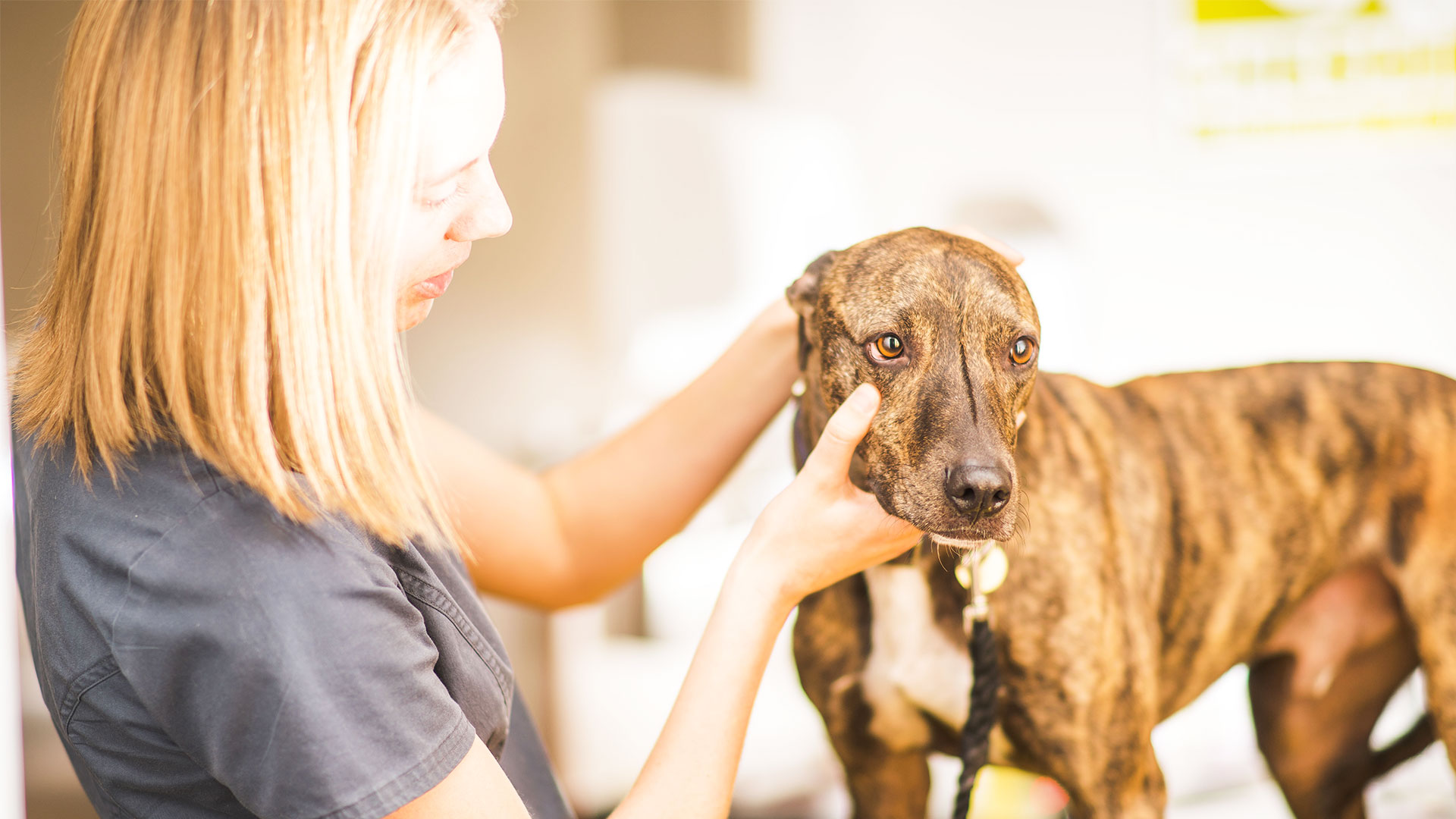 Health Checks - Cheshire Pet
