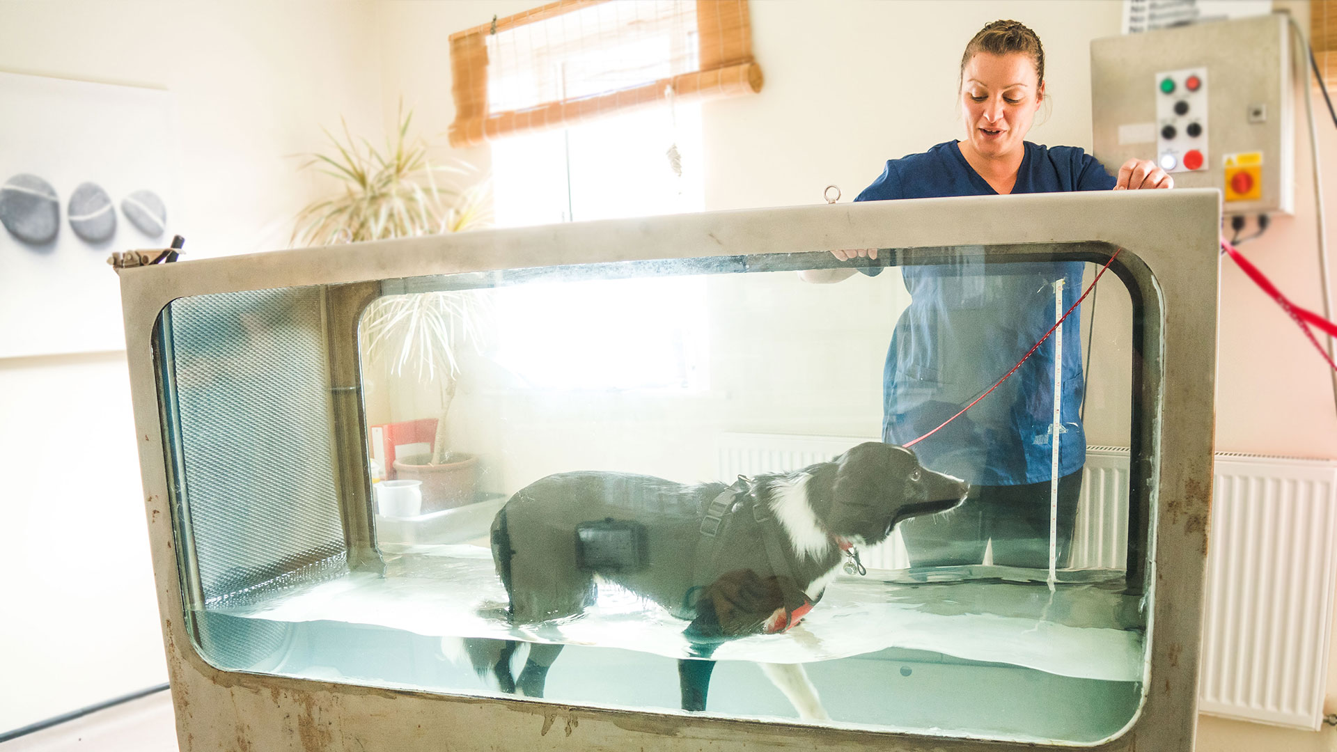 Hydrotherapy & Physiotherapy - Cheshire Pet
