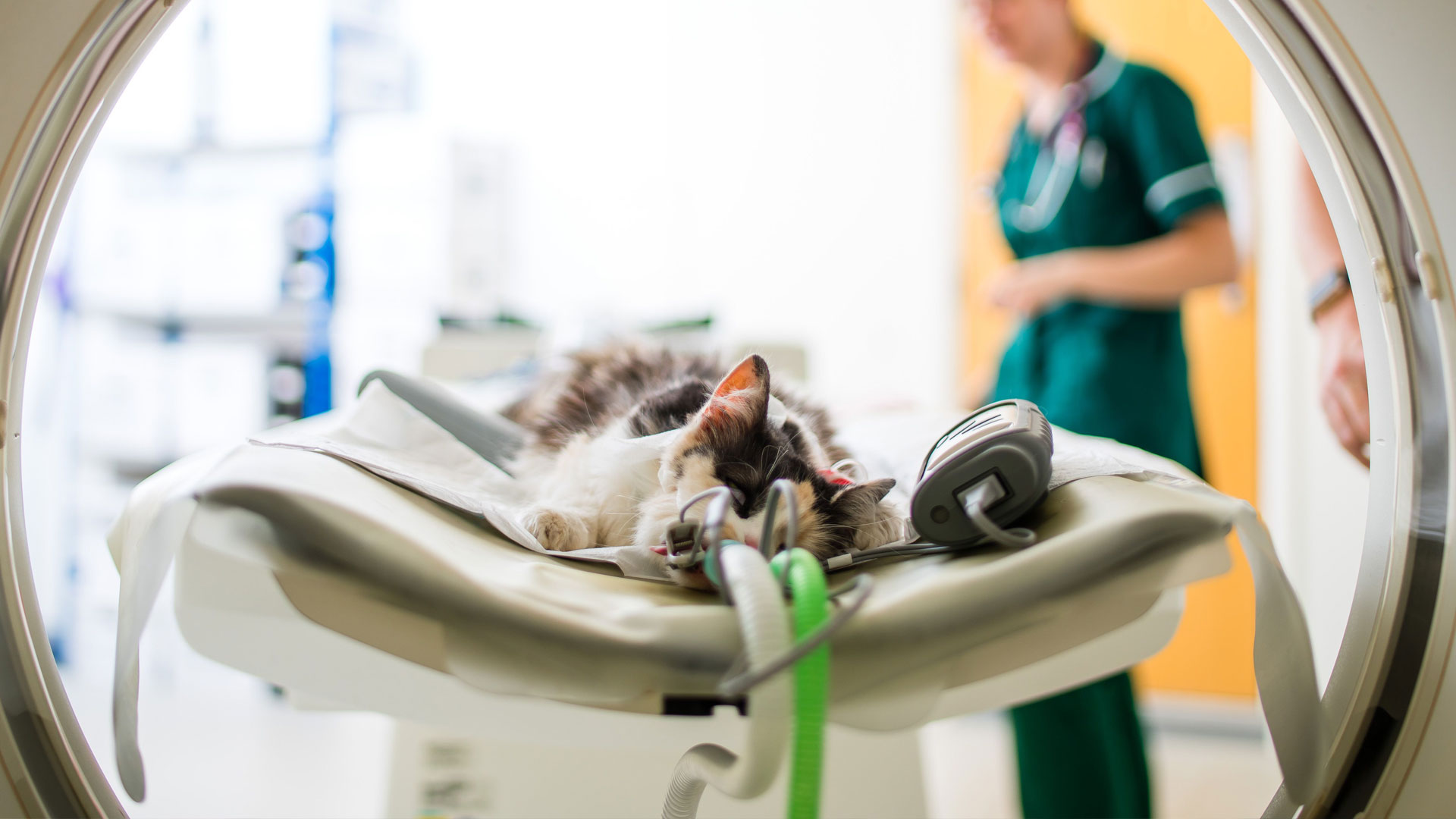 CT Scan - Cheshire Pet Sandbach