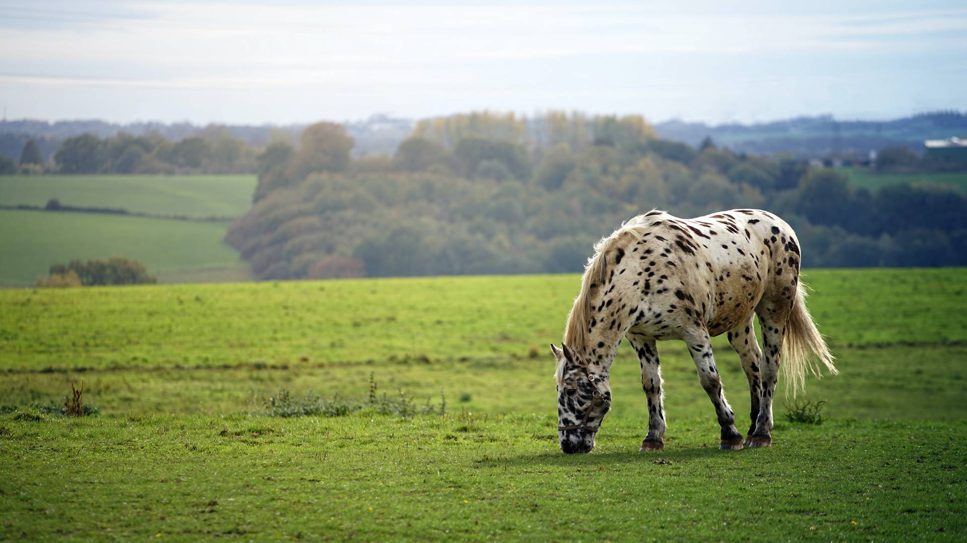 Equine zone and yard visit | Local Vets in Barnsley, Skelmanthorpe, and ...