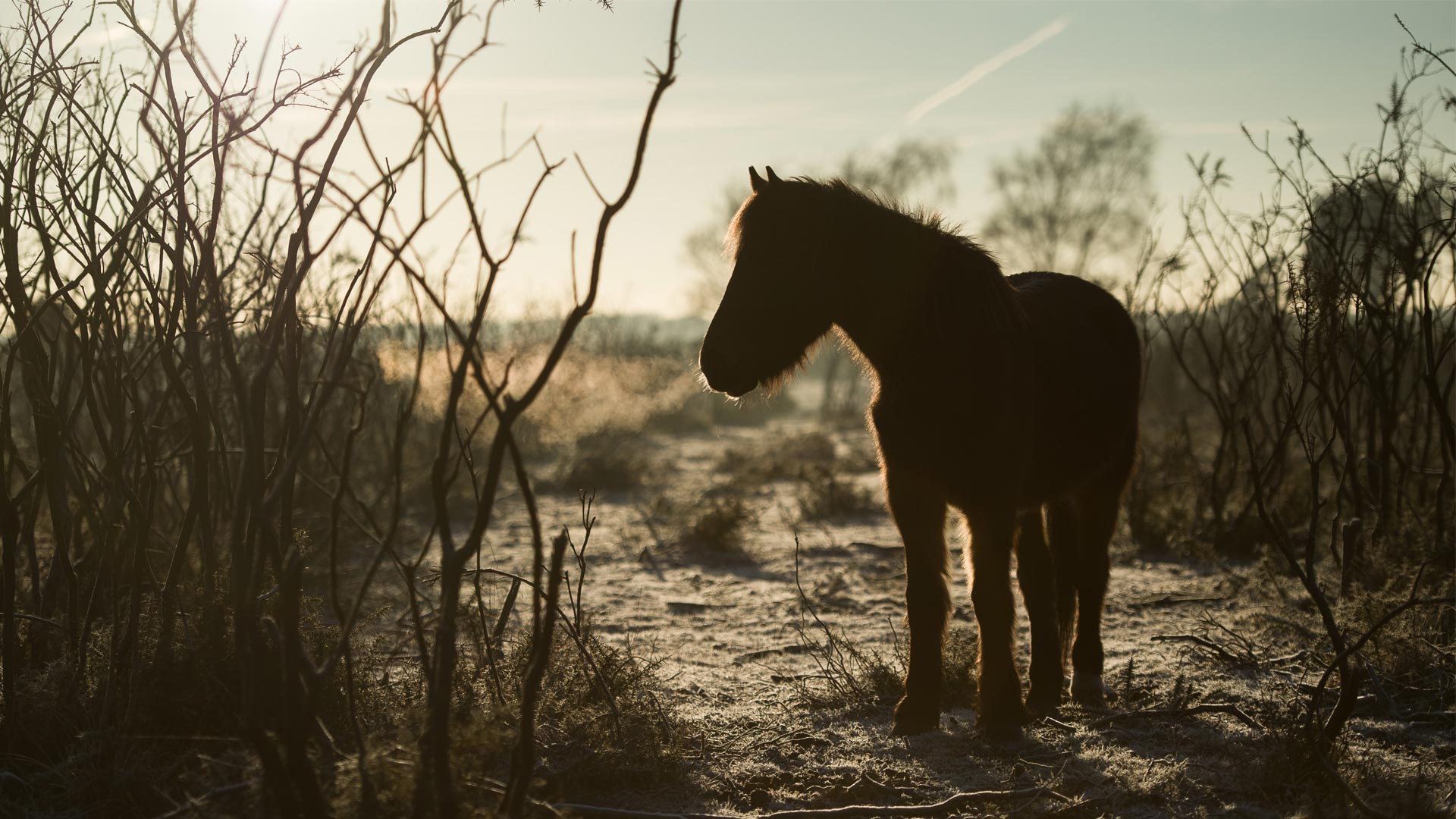 Equine Veterinary Services | Local Vets in Barnsley, Skelmanthorpe, and ...