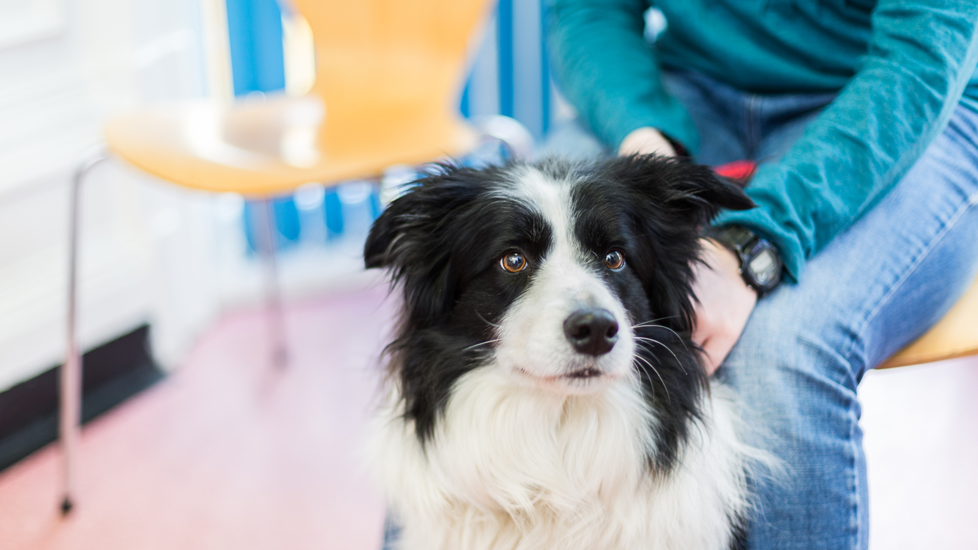 Price List | Vet Prices in Caernarfon, Gwynedd - Cibyn Vet Clinic