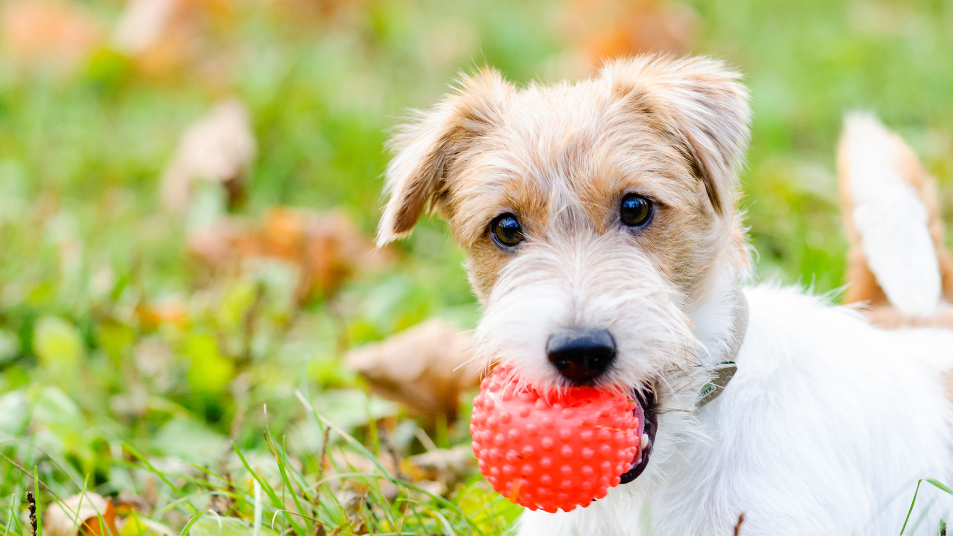 Snowdonia Eye Vets | Specialist Ophthalmic Referrals - Cibyn Vet Clinic