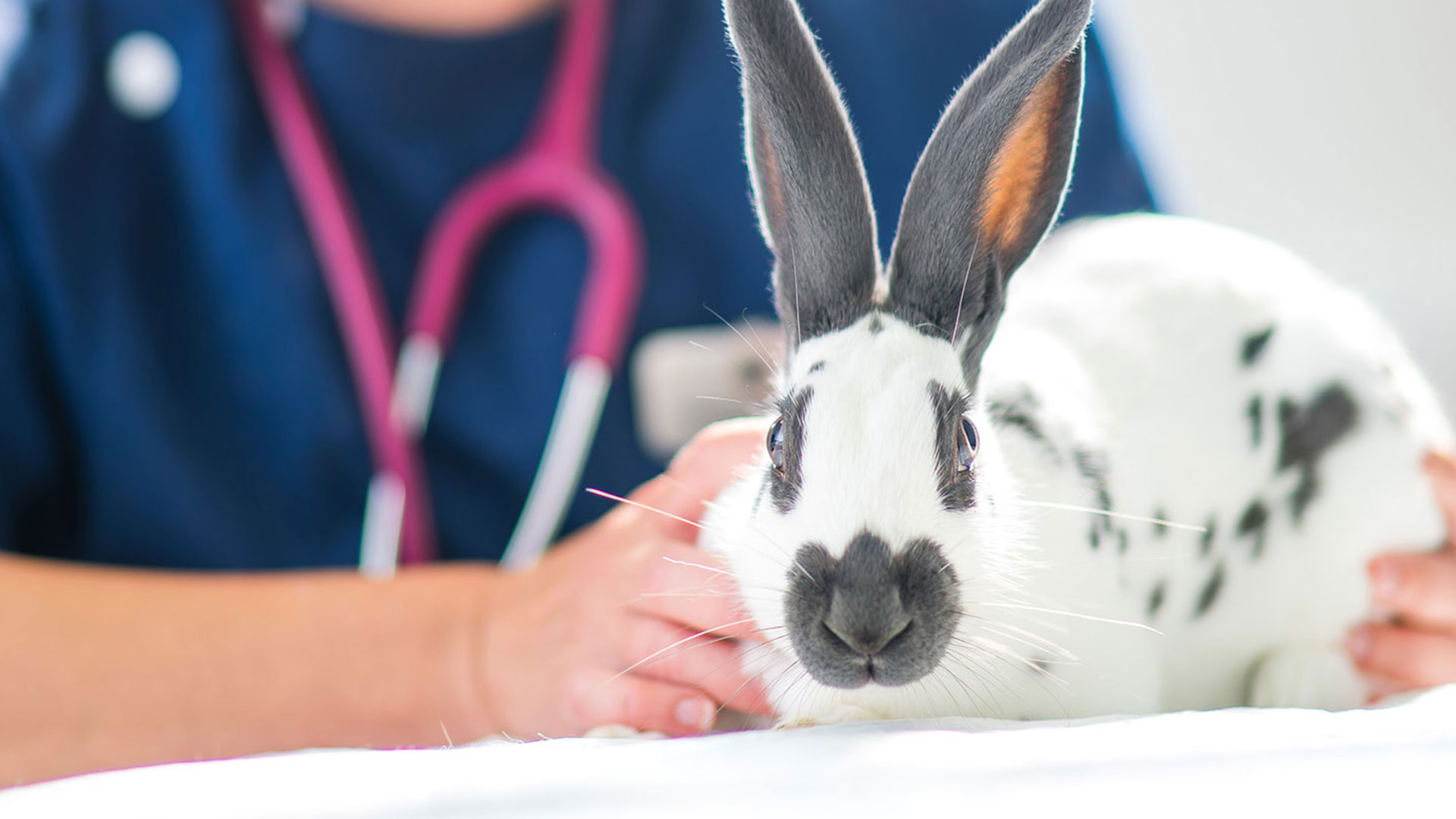 Veterinary Services | Local Vets in Caernarfon Gwynedd - Cibyn Vet Clinic