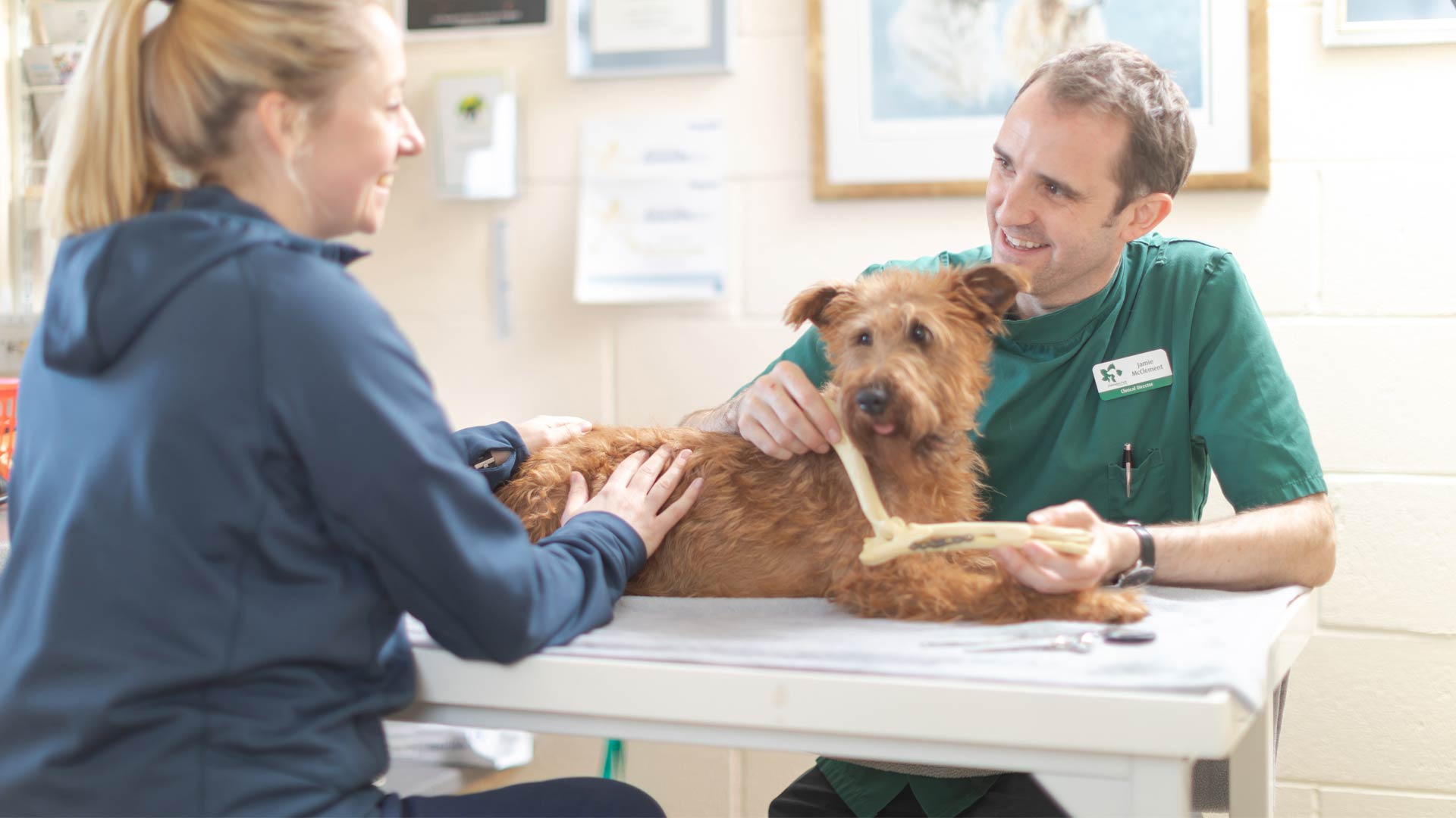 Treating pet illness | 24/7 pet care | Pet RTA | Acute injury - Clent ...