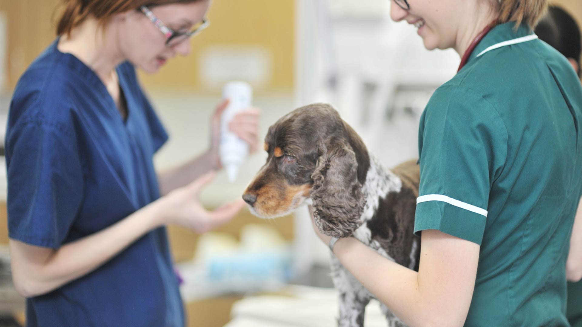 Dog surgery | Pre-operative owner advice - Clent Hills Vets