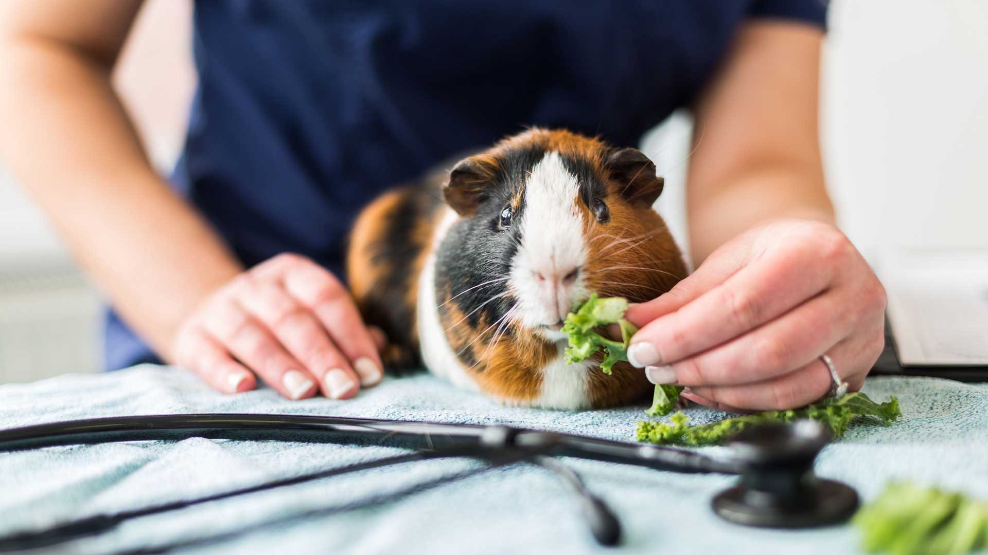 Blog | Local Vets in East Sussex - Cliffe Vets