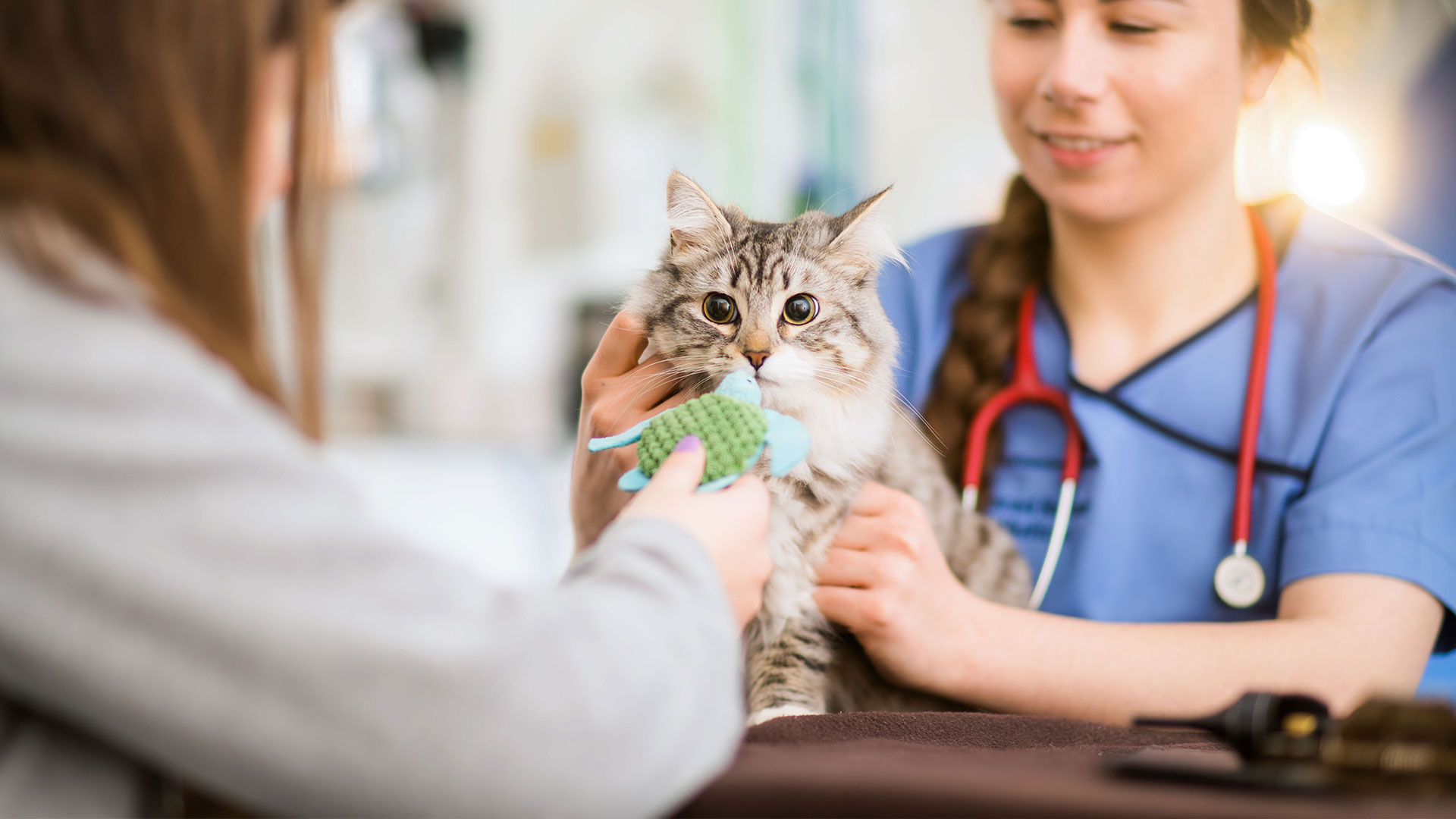 Veterinary Services | Local Vets in East Sussex - Cliffe Vets