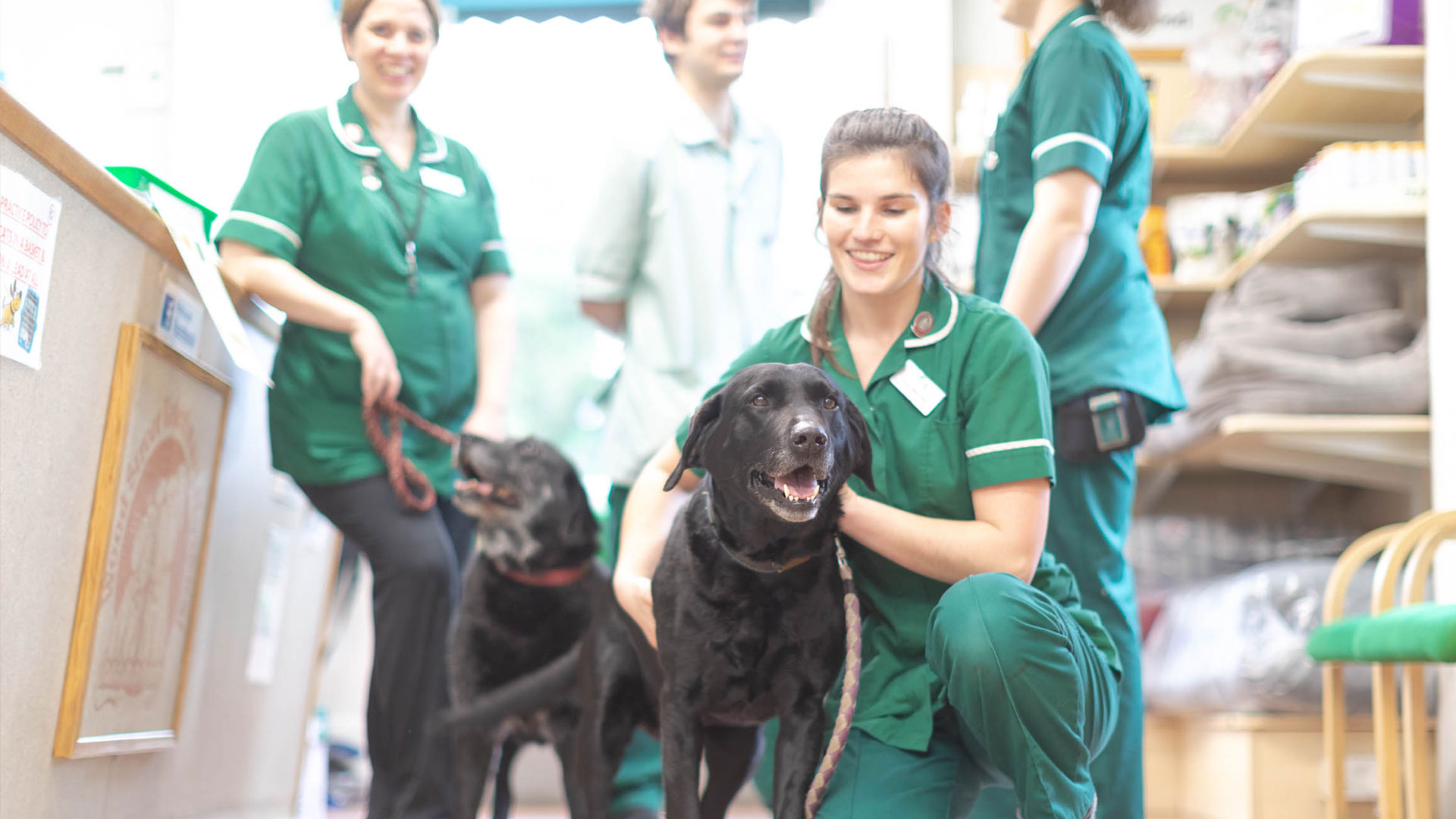Woodstreet Vets Facilities | Local Vets in Barnet, London - Cockfosters ...