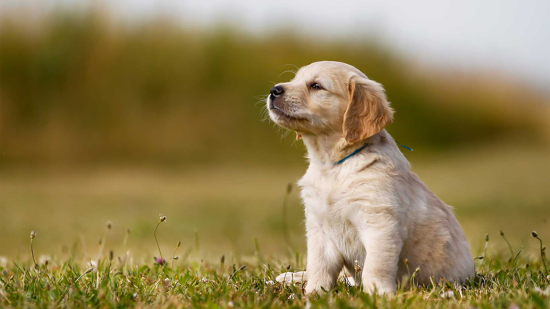 Puppy pack - Knockanboy Vets Puppy pack - Knockanboy Vets