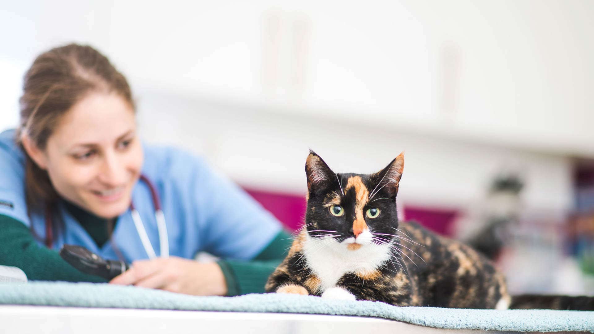About us | Local Vets in Ingleby Barwick - Copeland Vets