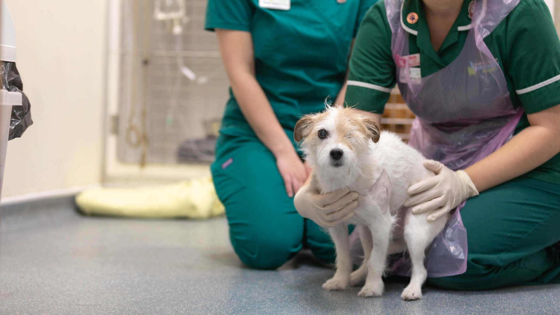 Out Of Hours Vet Local Vets In Corby Northamptonshire Corby Vets Out Of Hours Vet Local Vets In Corby Northamptonshire Corby Vets
