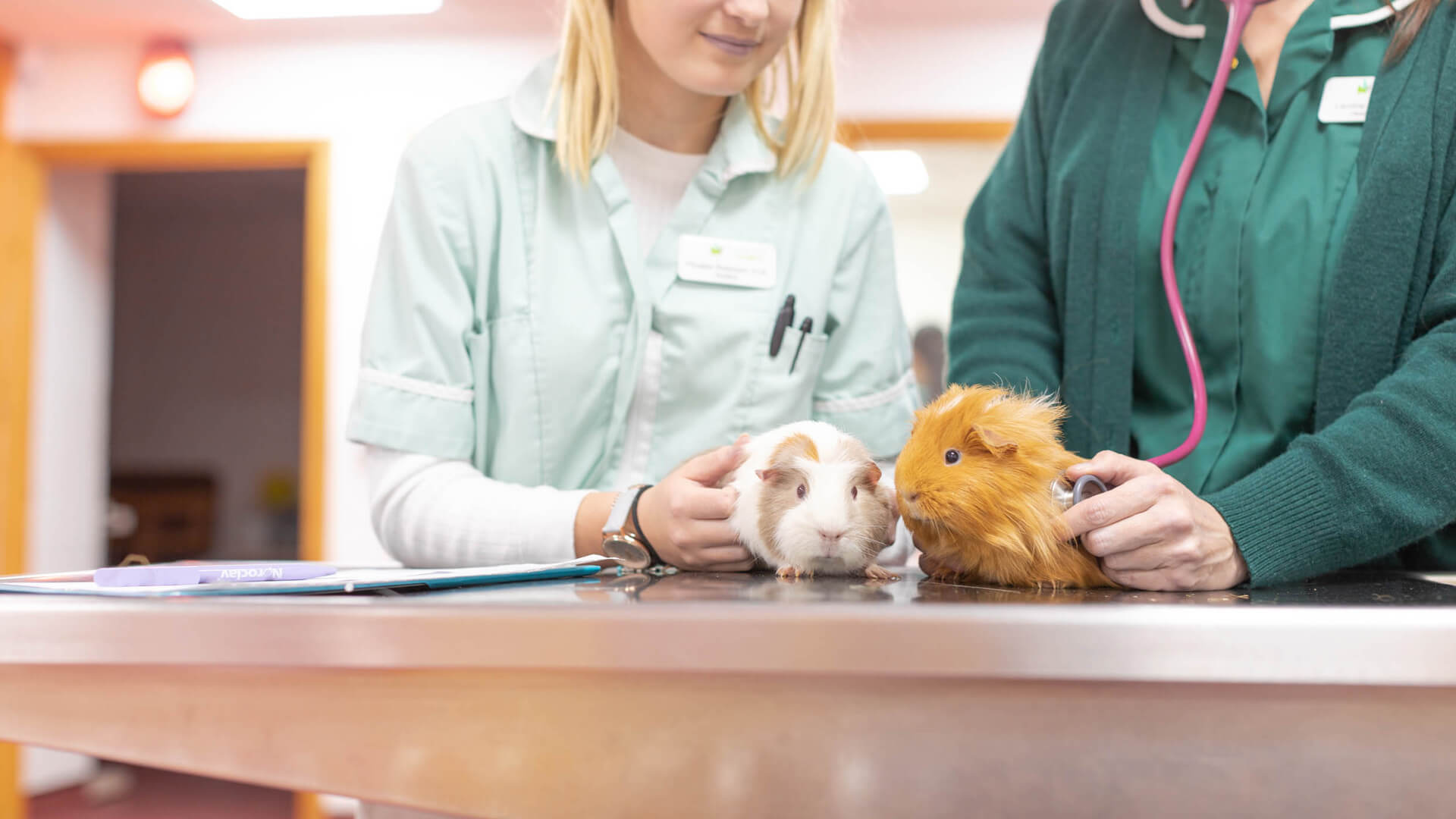 Veterinary Services | Local Vets in Corby - Corby Vets