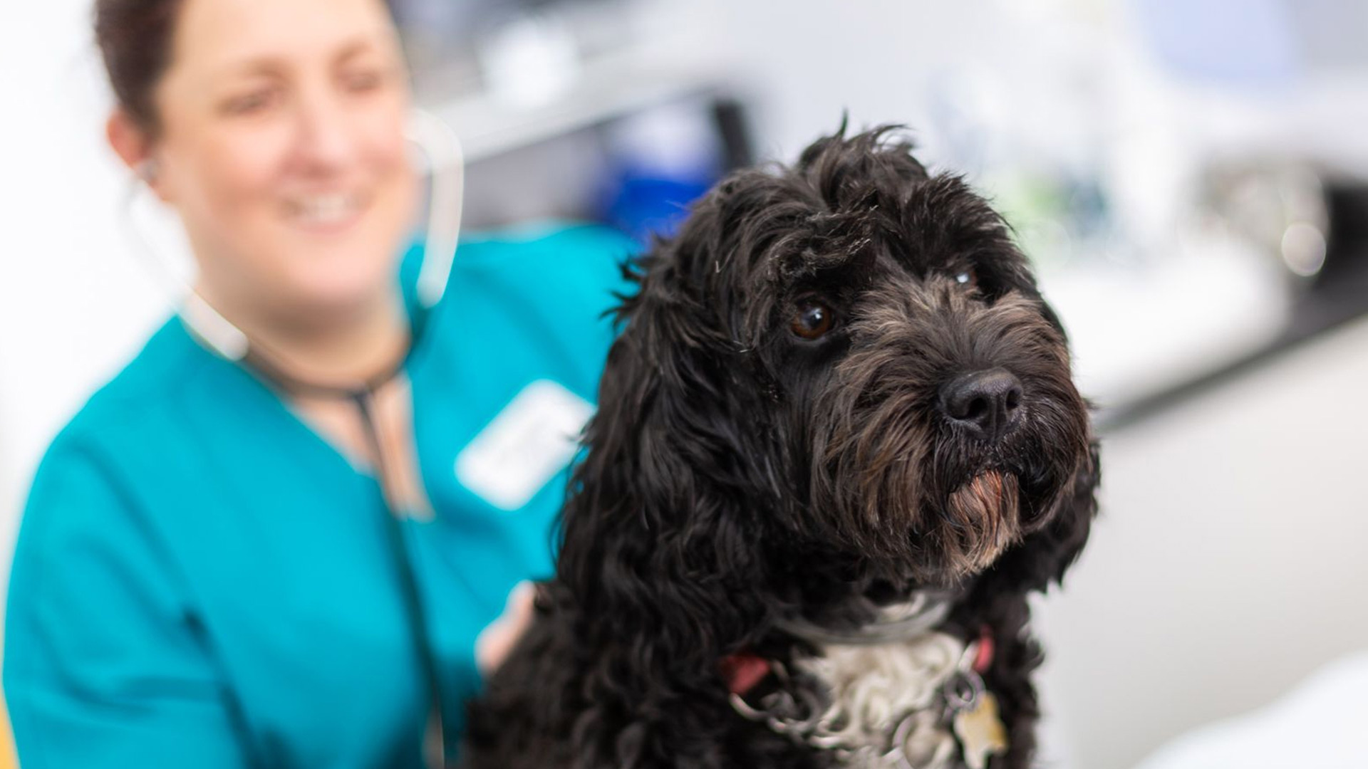 Book an Appointment | Local Vets in Cookstown and Magherafelt ...