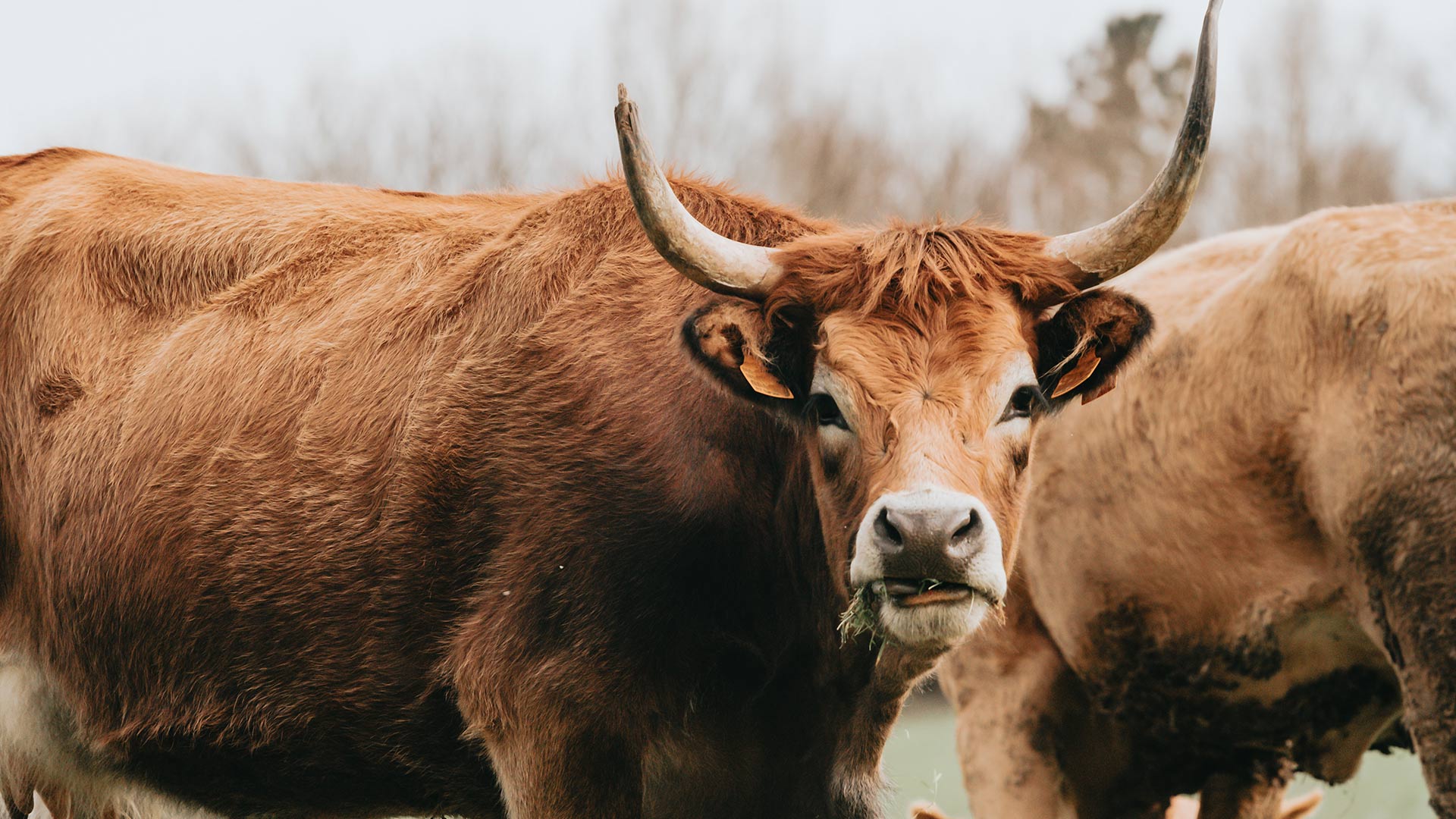 Craemill Veterinary Clinic | Large Animals - Craemill Veterinary Clinic