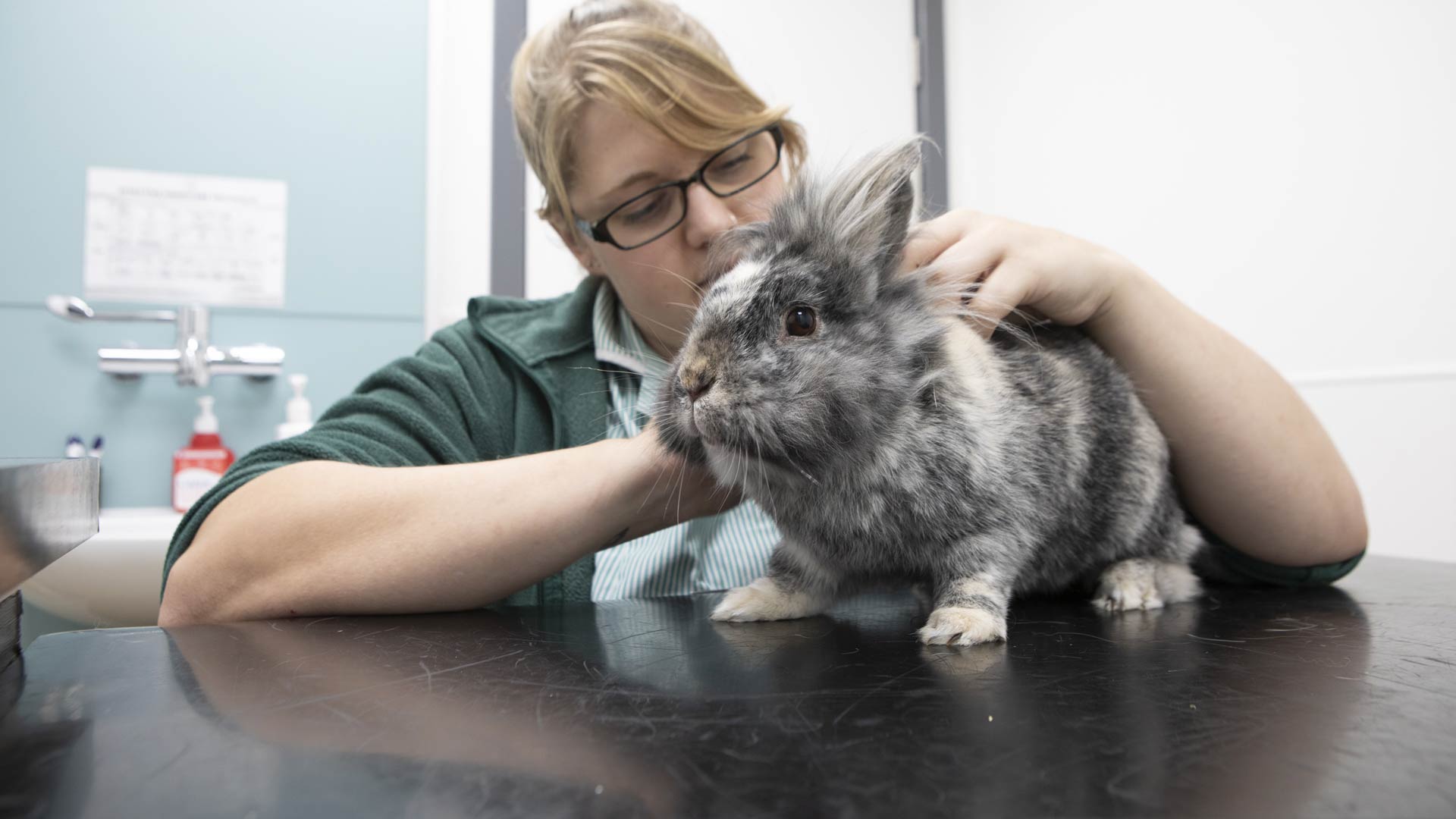 Veterinary Dental Care | Local Vets in Limerick - Crescent Veterinary ...