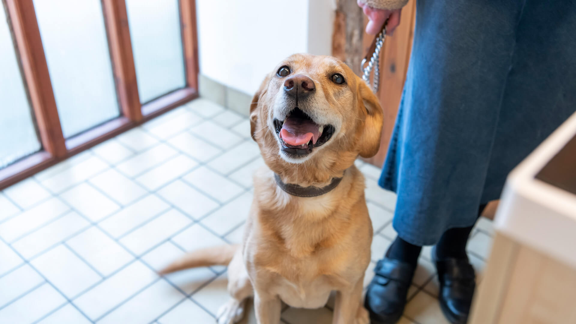 About us | Local Vets in Brackley - Croft Vet Centre