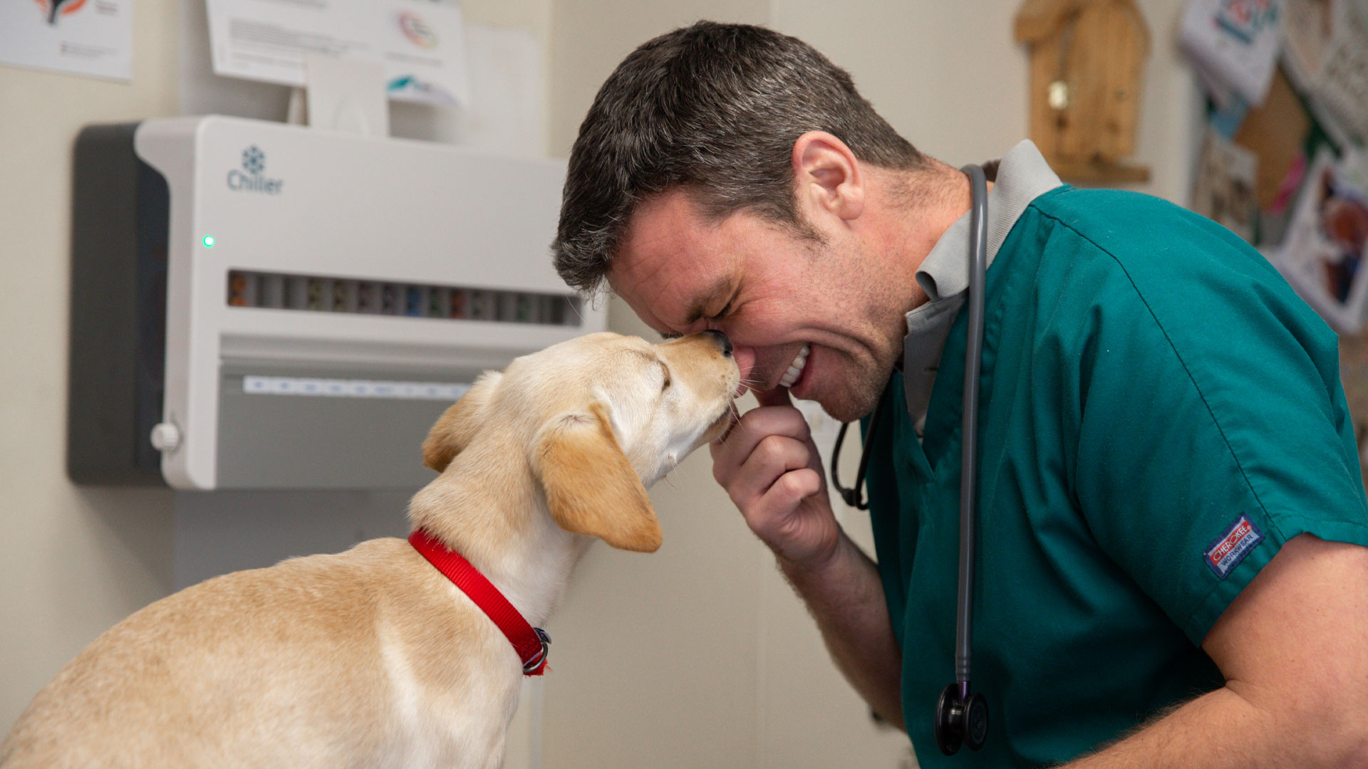 Vets in Storrington | Local Vets in Storrington, Findon and Steyning ...