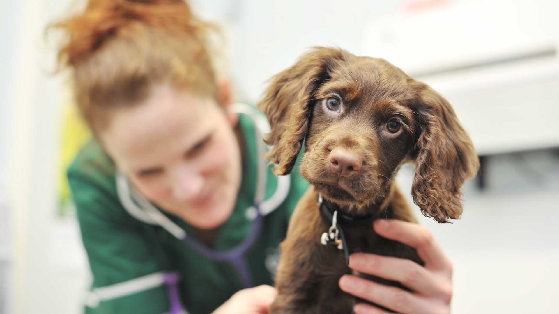 Top Quality Pet Care In Inverness | Crown Vets - Crown Vets