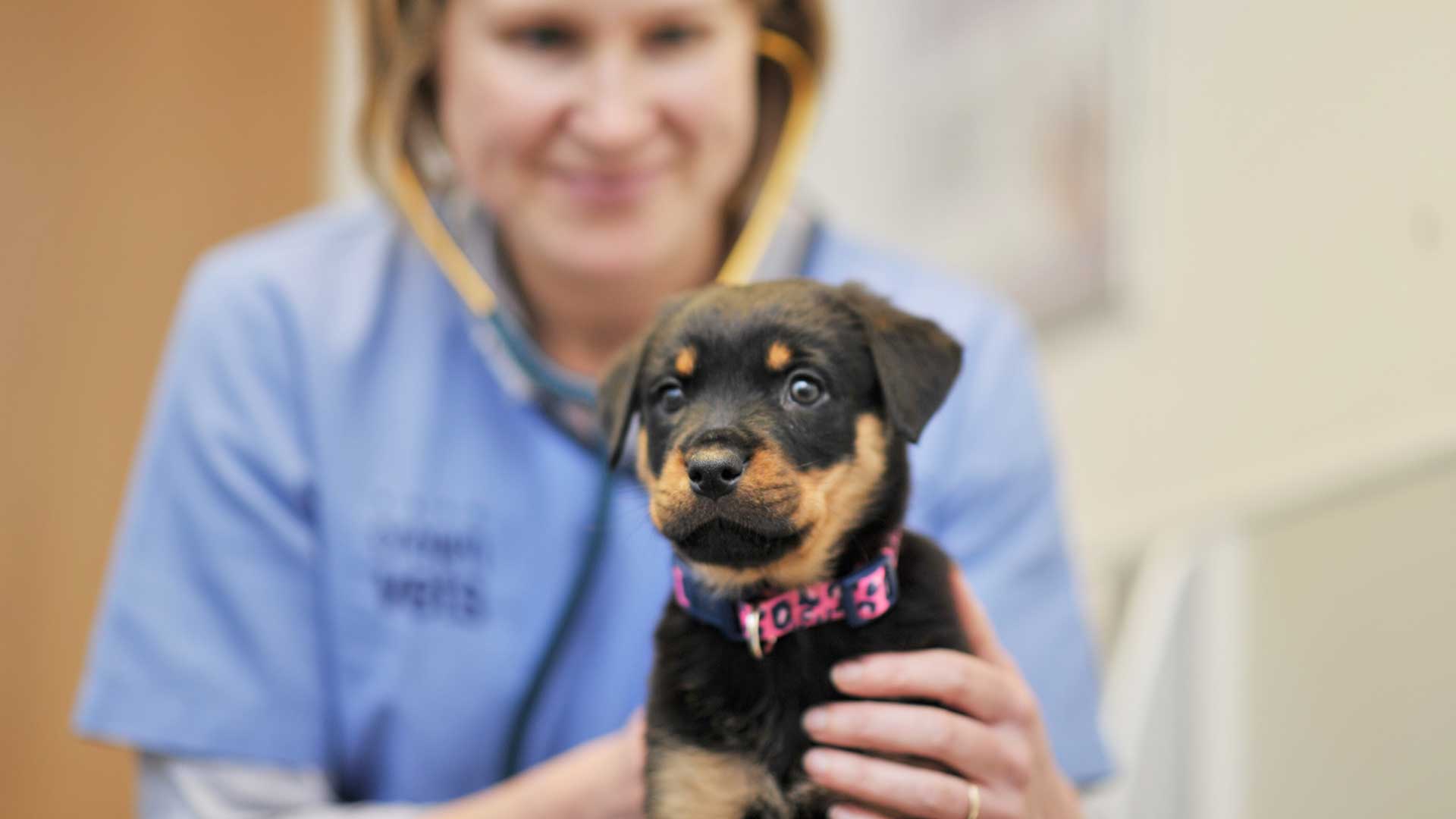 Offers | Local Vets in Inverness - Crown Vets