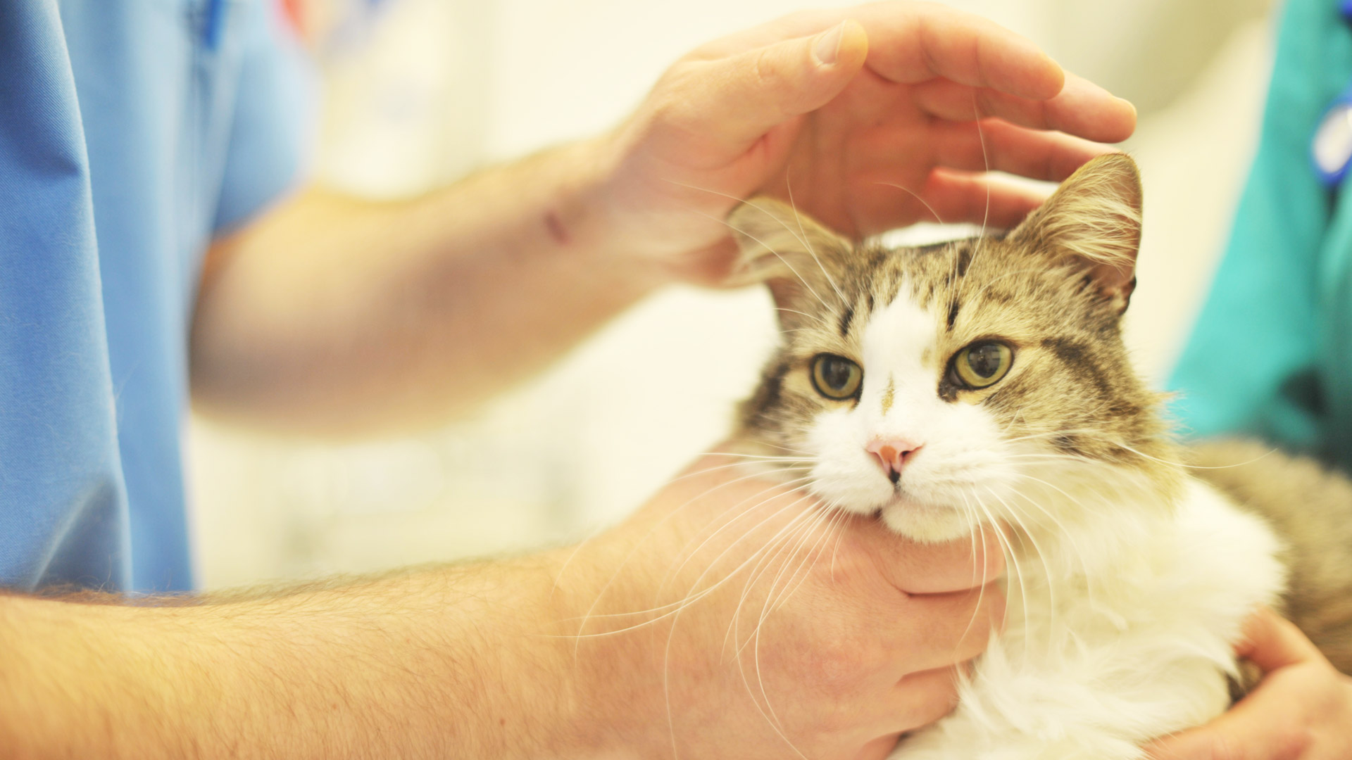 Preventative Health Care | Your Local Vets in Inverness - Crown Vets