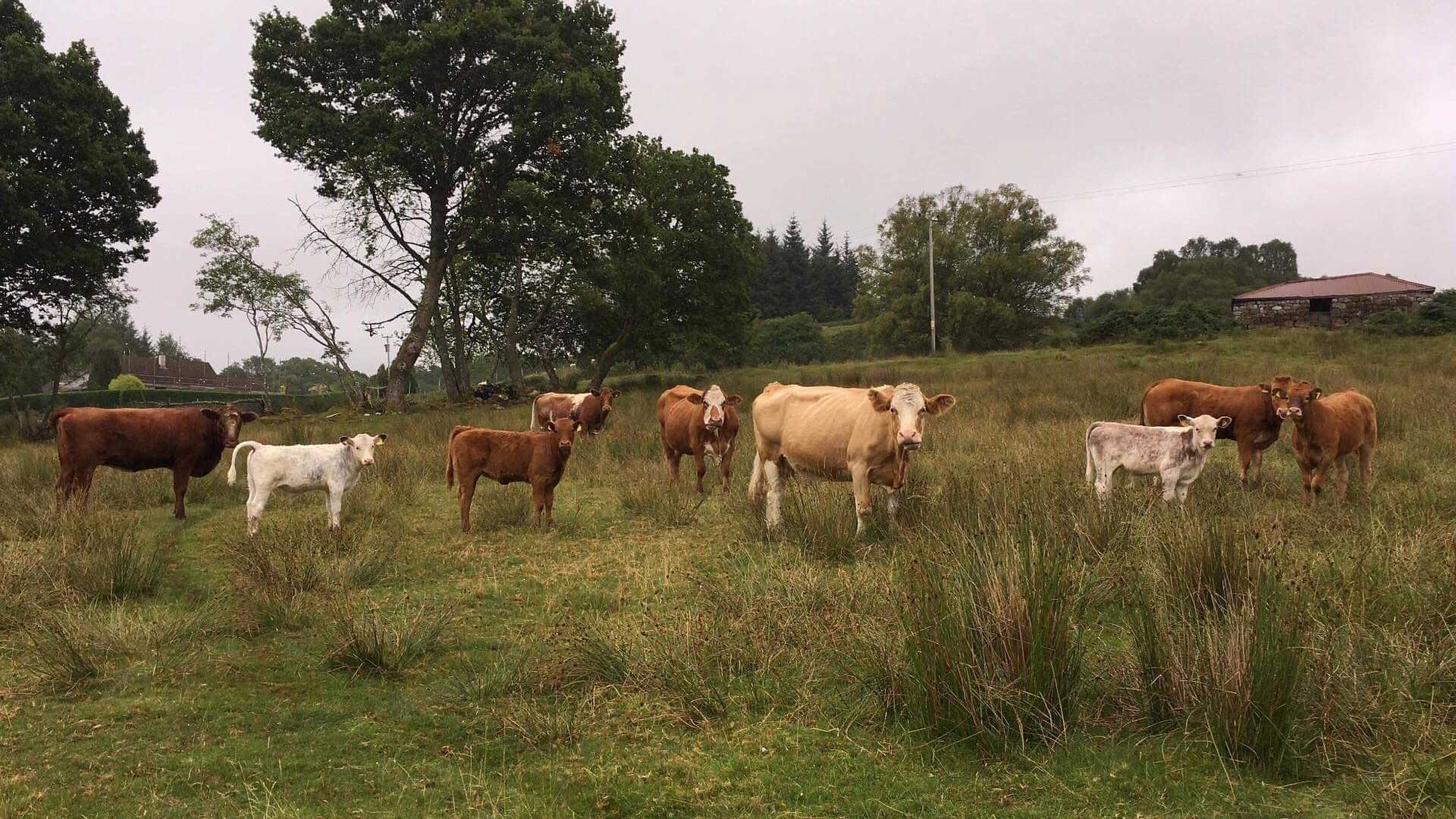 Beef Cattle Veterinary Services | Local Vets in Fort William - Crown ...