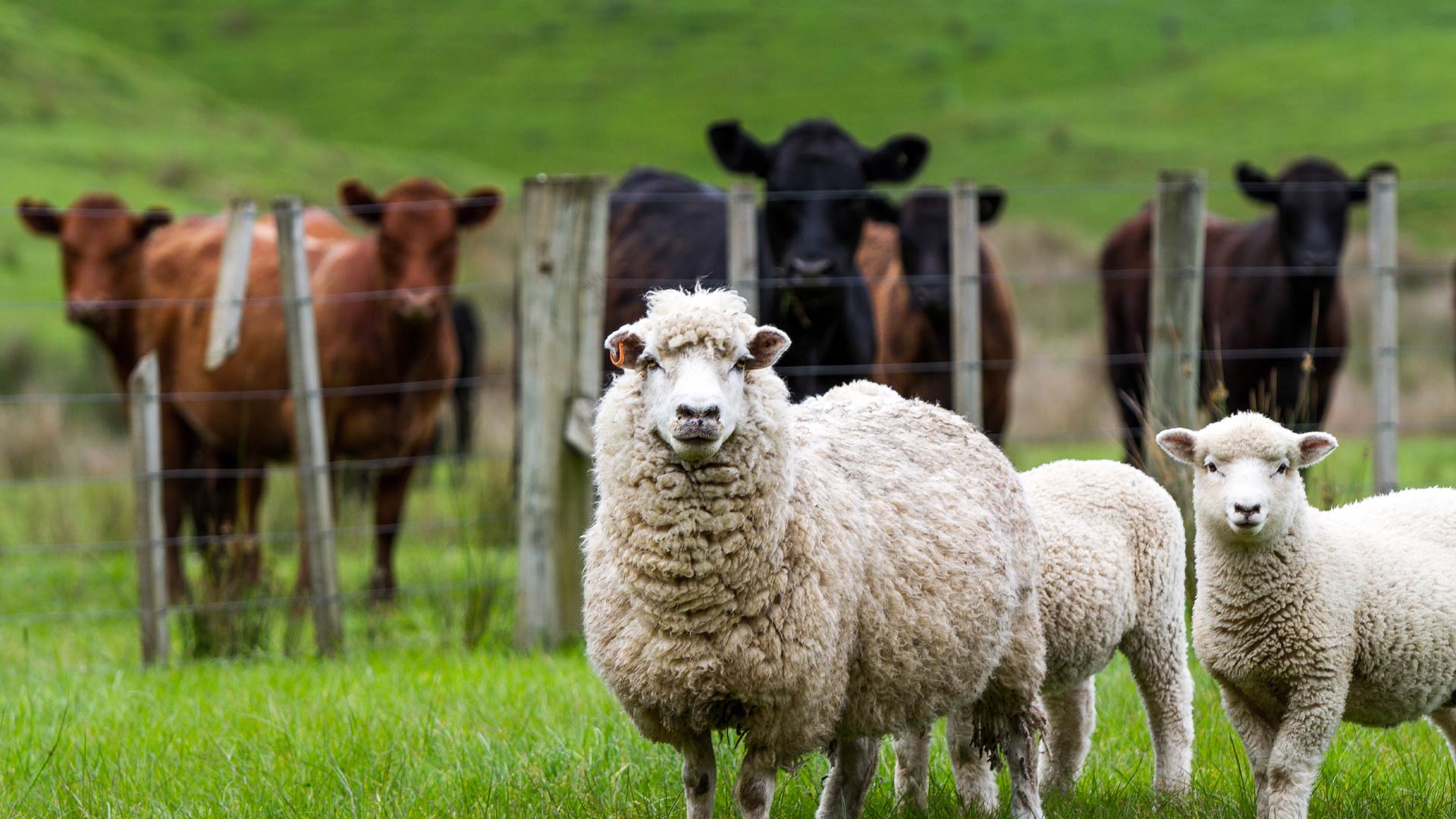 Sheep Veterinary Services | Local Vets in Fort William - Crown Vets ...