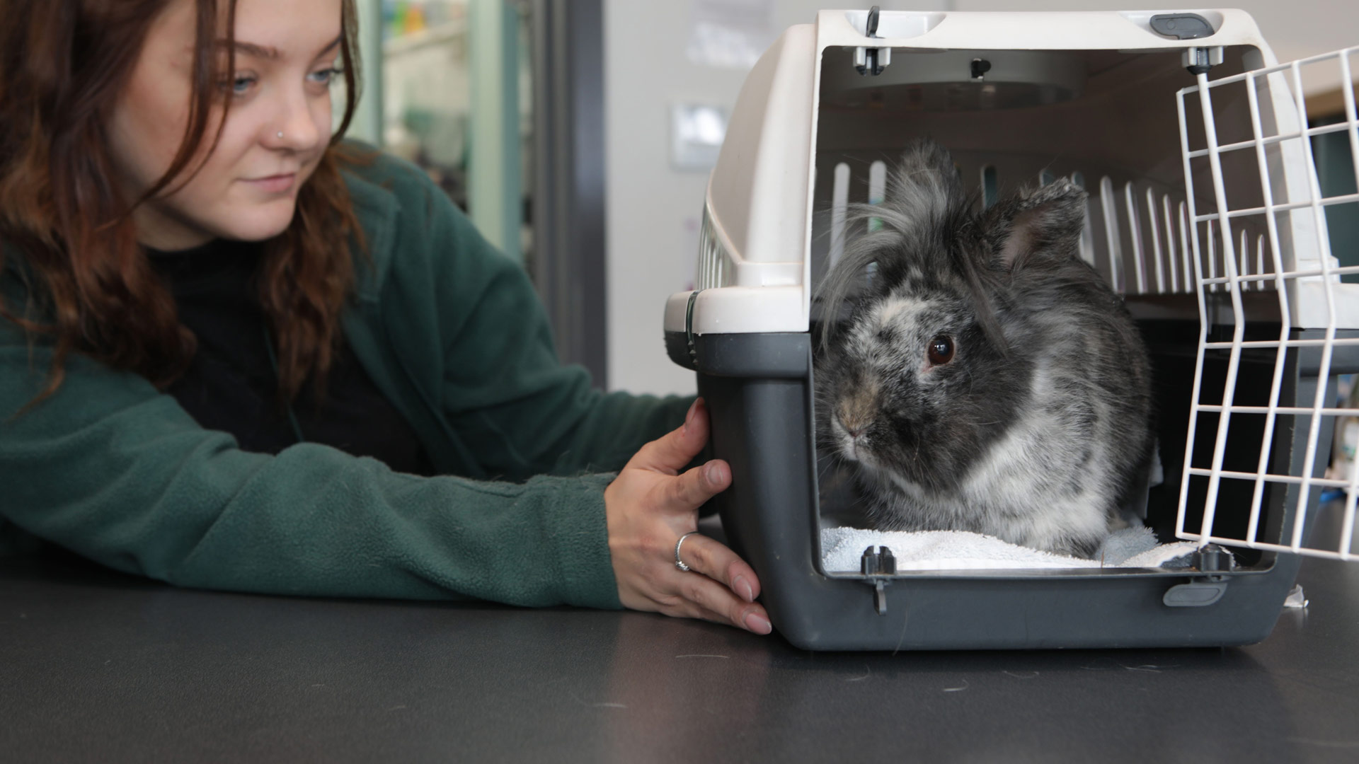 Veterinary Facilities | Local Vets in Weymouth and Dorchester - Dave ...