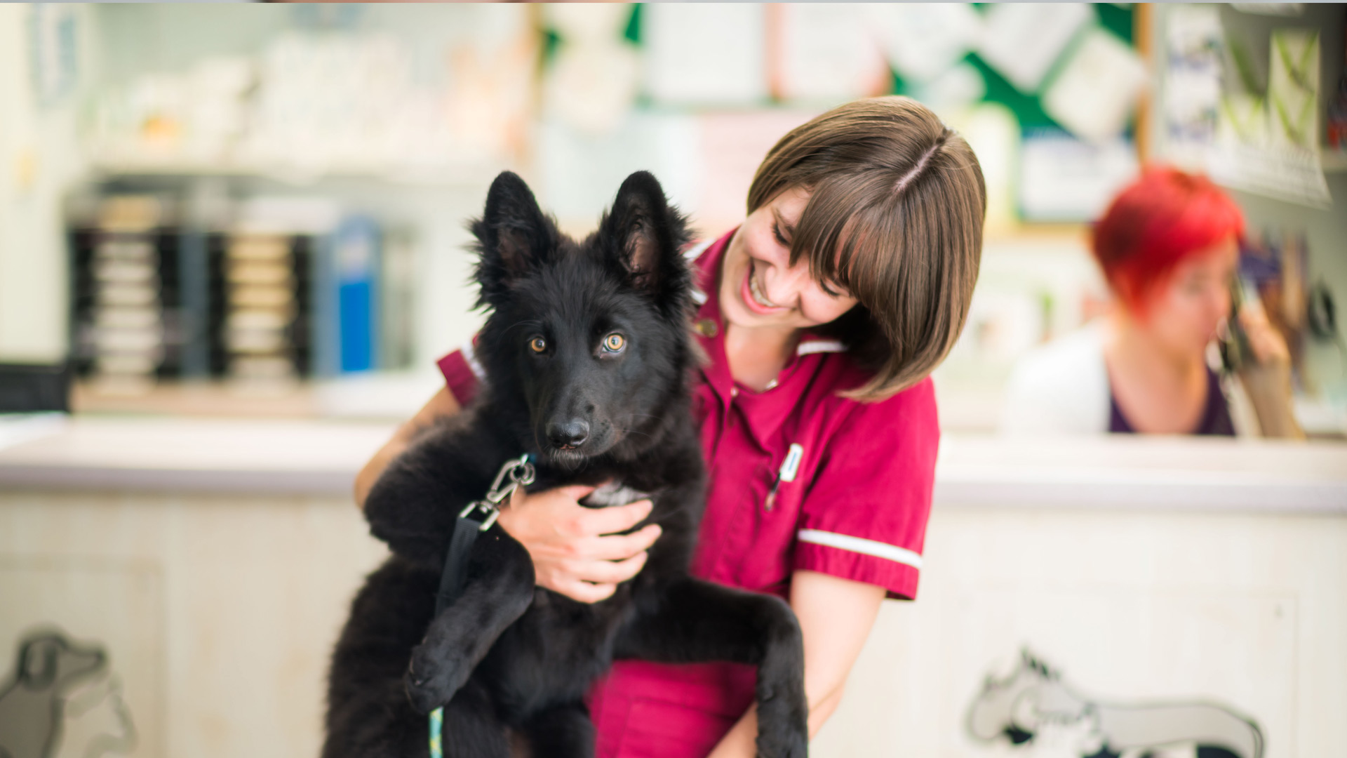Pet Nutrition | Local Vets in Somerset - Deane Vets