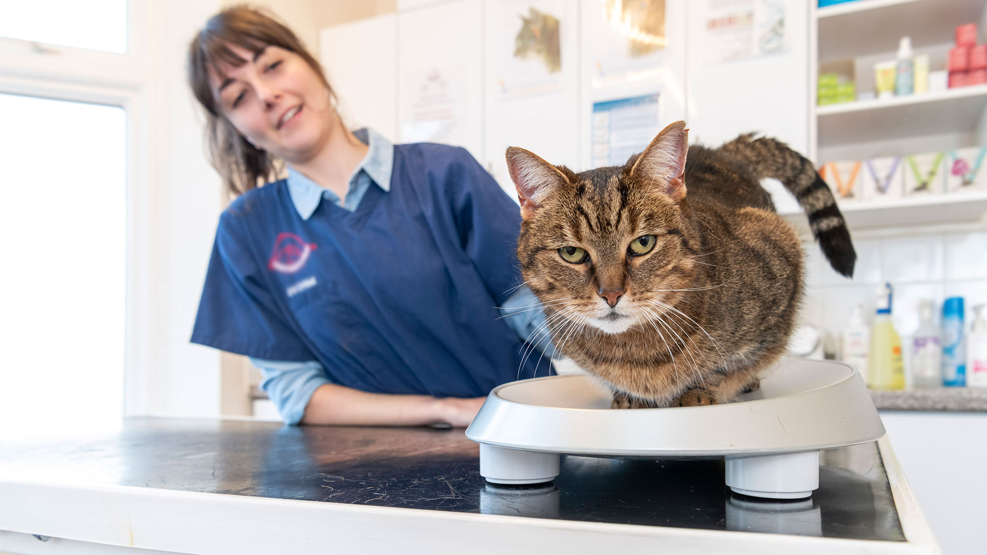 Out of Hours Vets | Vets in Bedford - Deepdale Vets