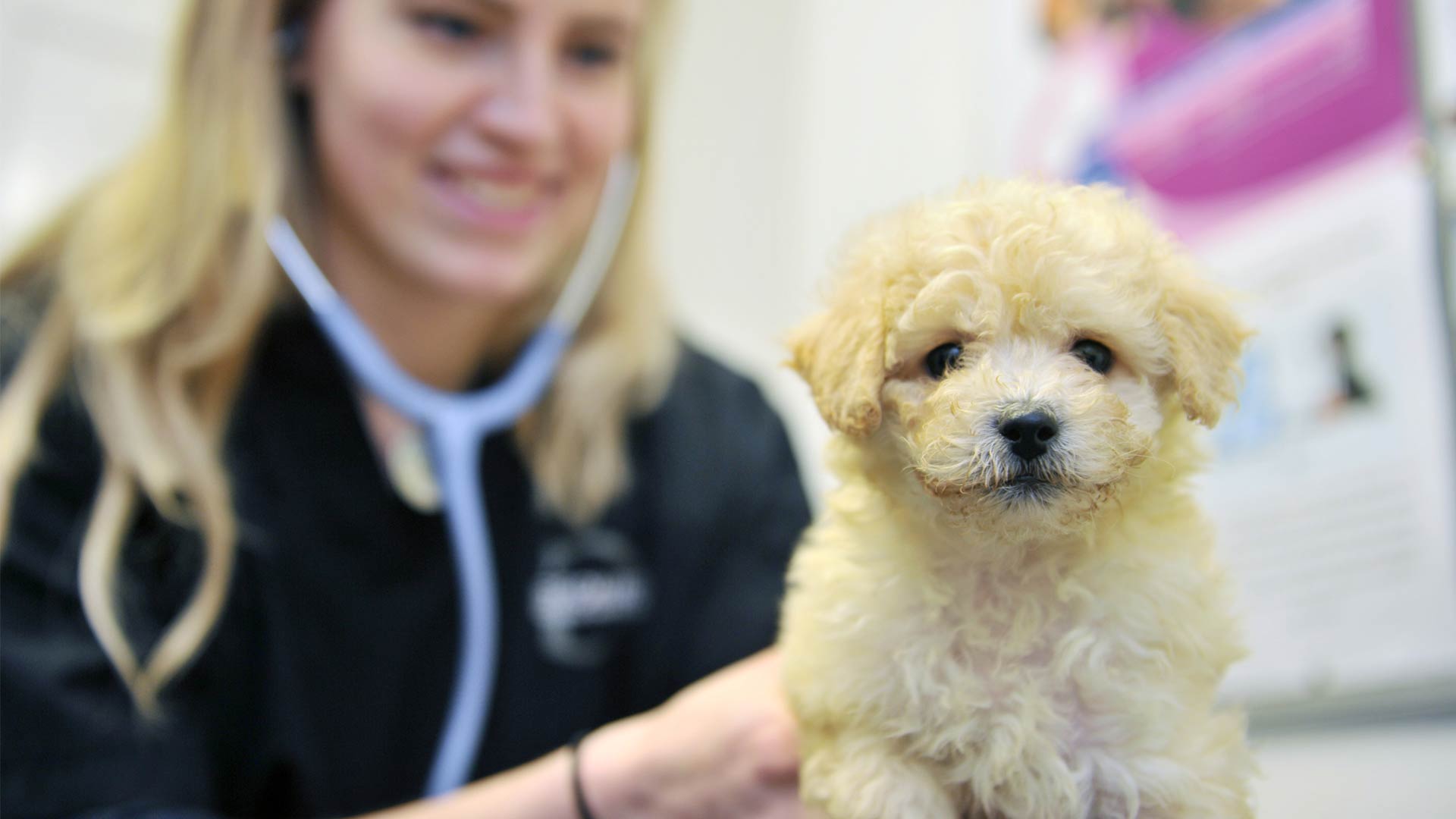 Blog | Local Vets in Castle Cary and Yeovil - Delaware Vets