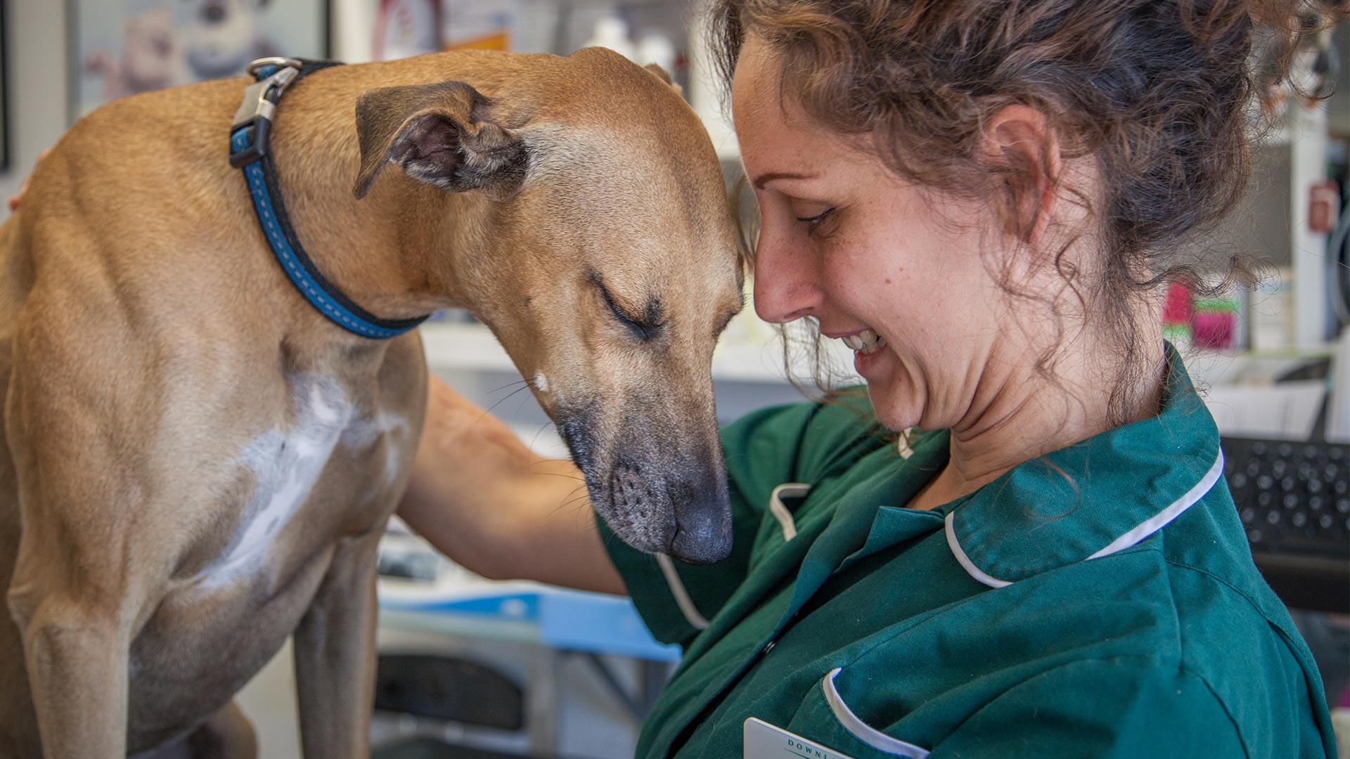 Top Quality Pet Care In Sussex and Hampshire | Downland Vets - Downland ...