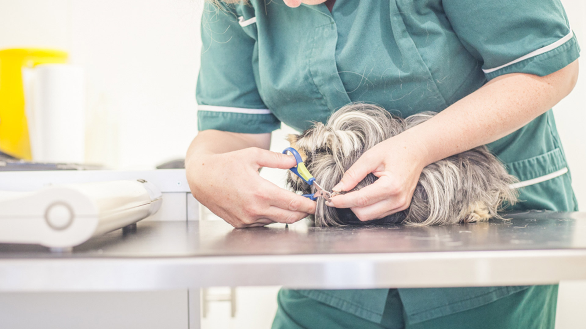 Veterinary Services | Local Vets in Hampshire and West Sussex ...